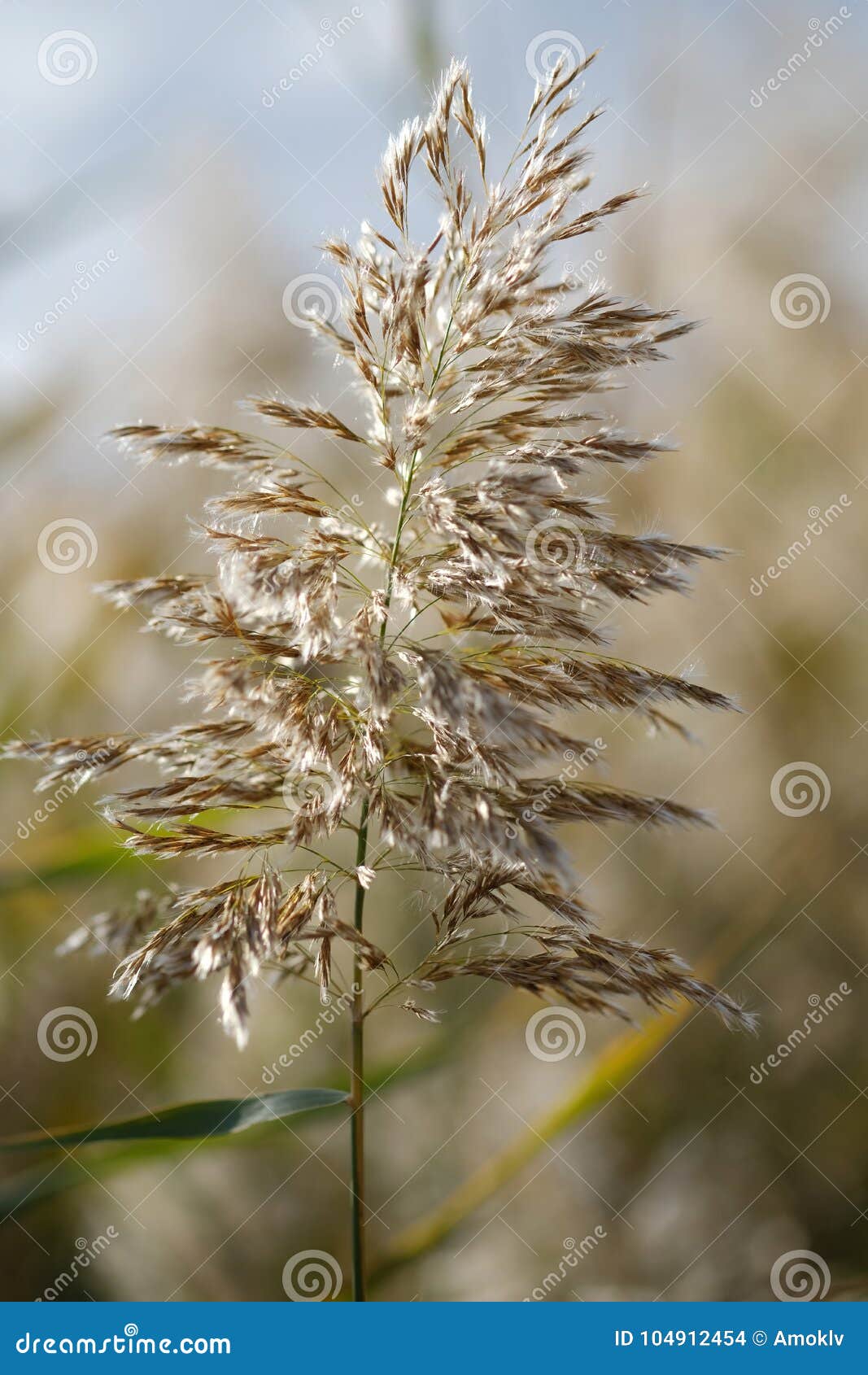 Grey Grass-snake Royalty-Free Stock Photography | CartoonDealer.com ...