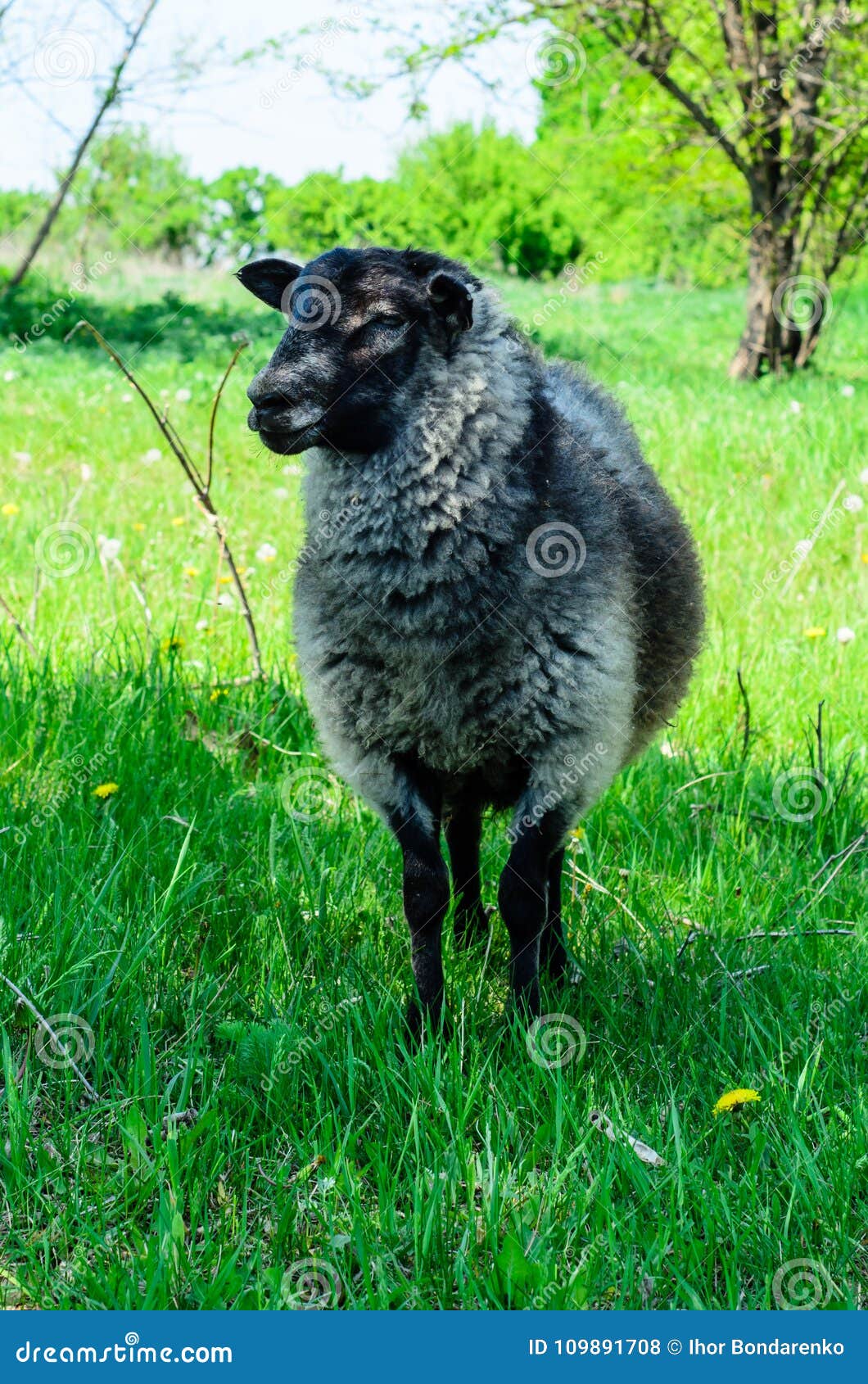 Grey sheep on a meadow stock photo. Image of beautiful - 109891708