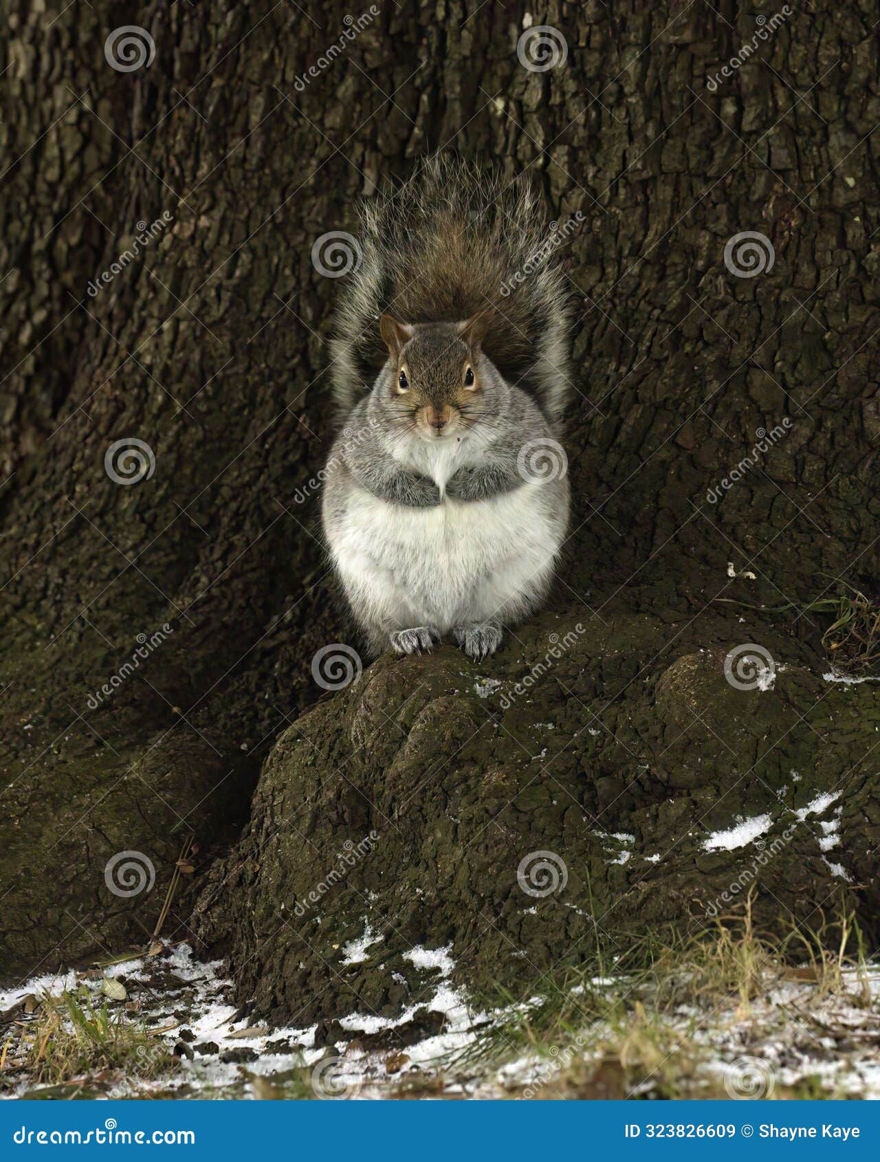 Fluffy Grey Squirrel on Tree Base Stock Image - Image of grey, common: 323826609