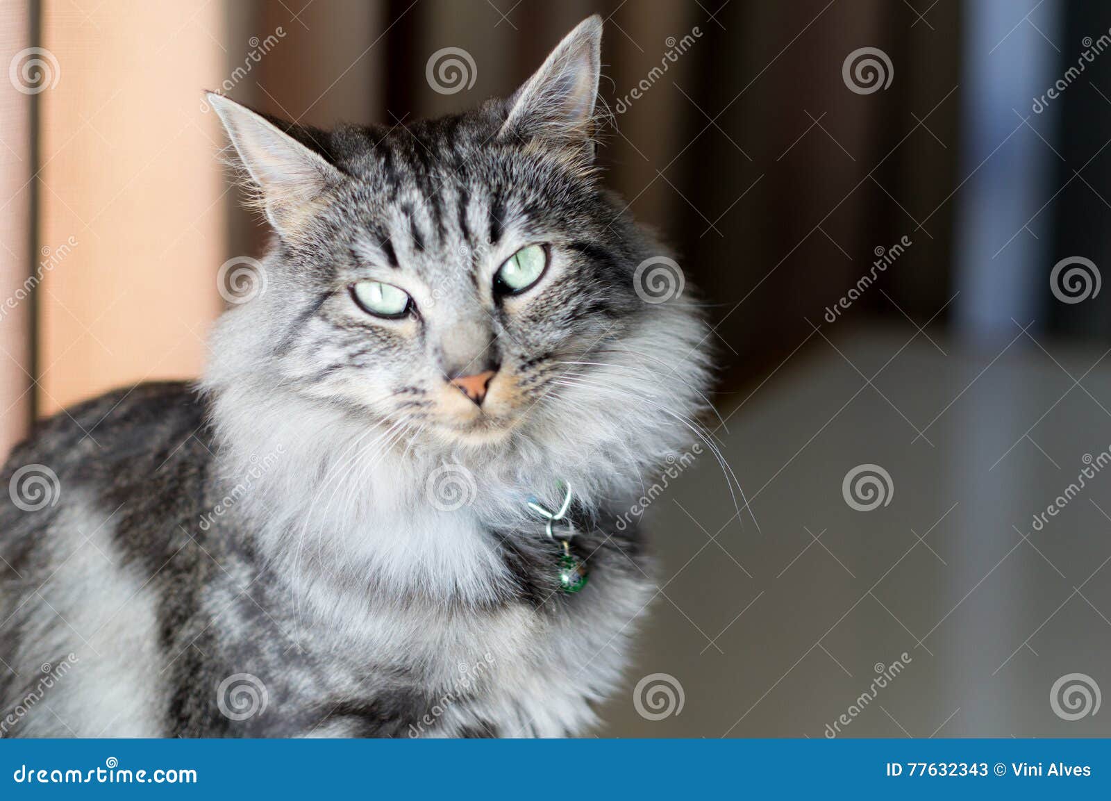 Fluffy grey stripped cat stock image. Image of stare - 77632343