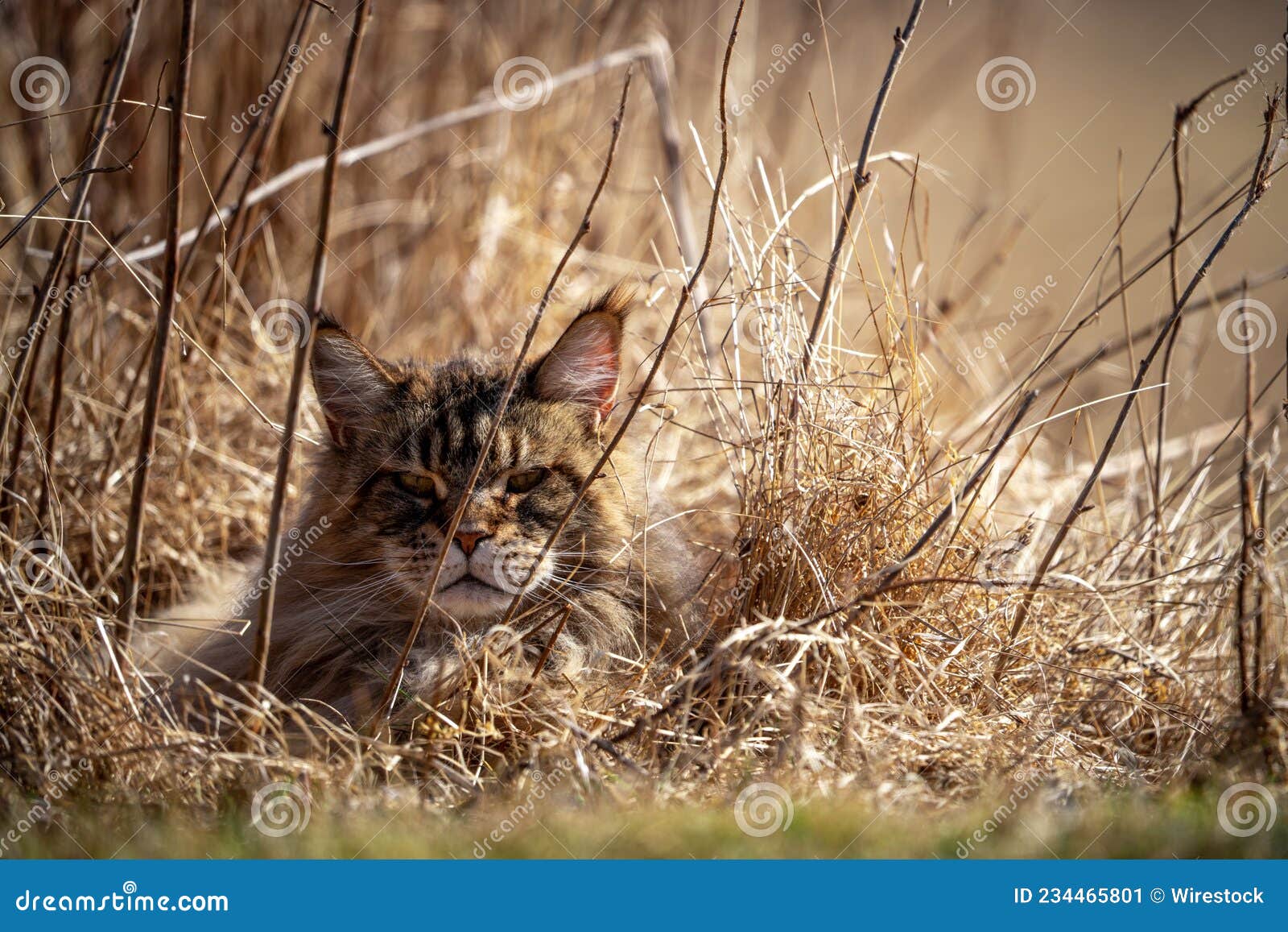 Fluffy and Grumpy Cat Outdoors in Nature, during Daylight Stock Image ...