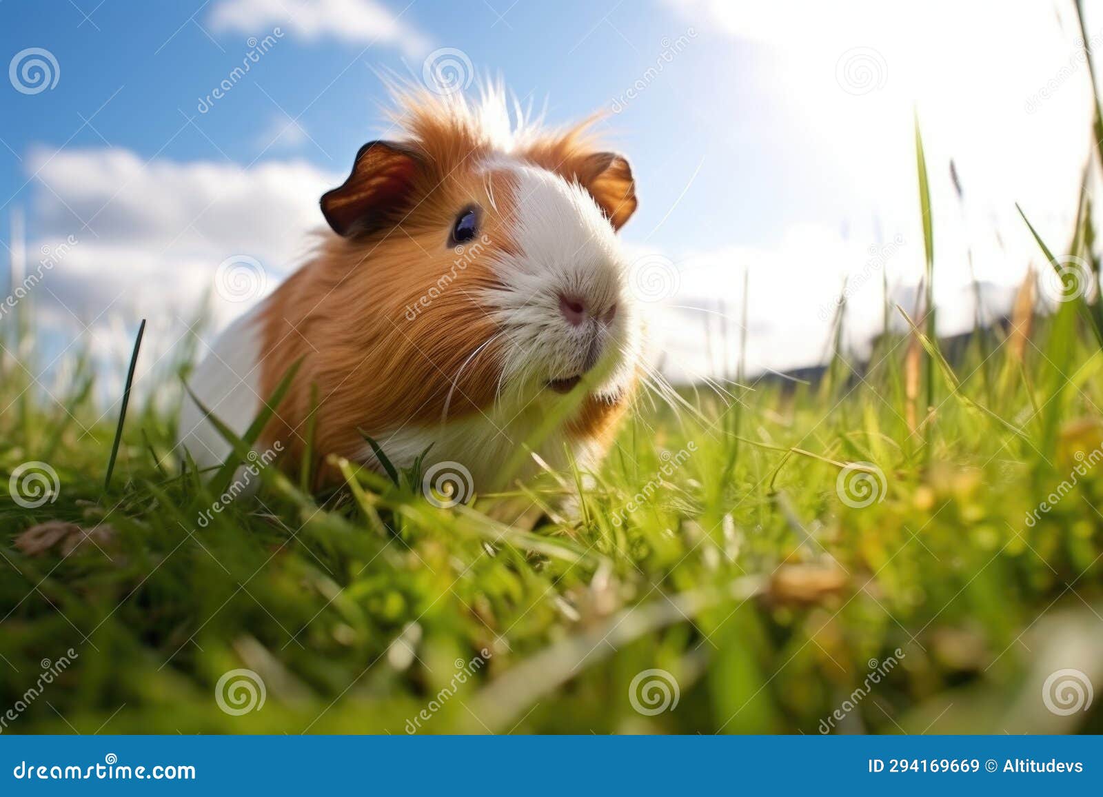 Fluffy Guinea Pig Exploring a Patch of Grass Stock Illustration ...