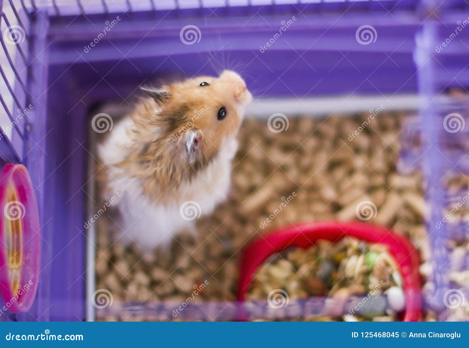 Fluffy Hamster in a Cage. Funny Syrian Angora Pet Stock Image - Image ...