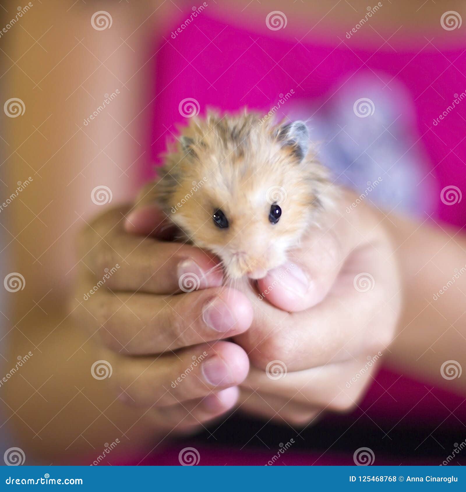 Fluffy Hamster is Held in the Palms Stock Photo - Image of eager ...
