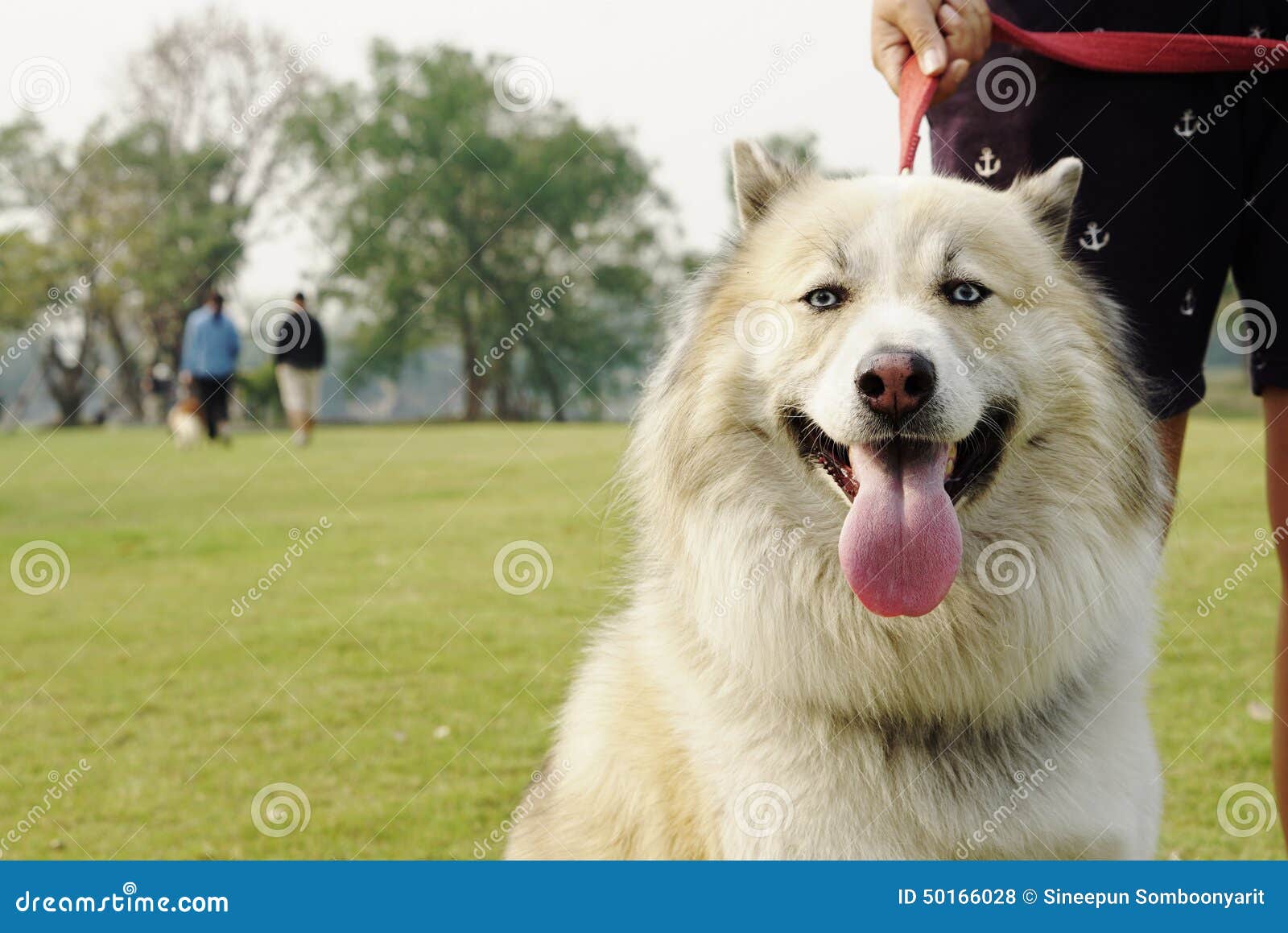 Fluffy Handsome Dog with Red Leash Stock Photo - Image of outdoor ...