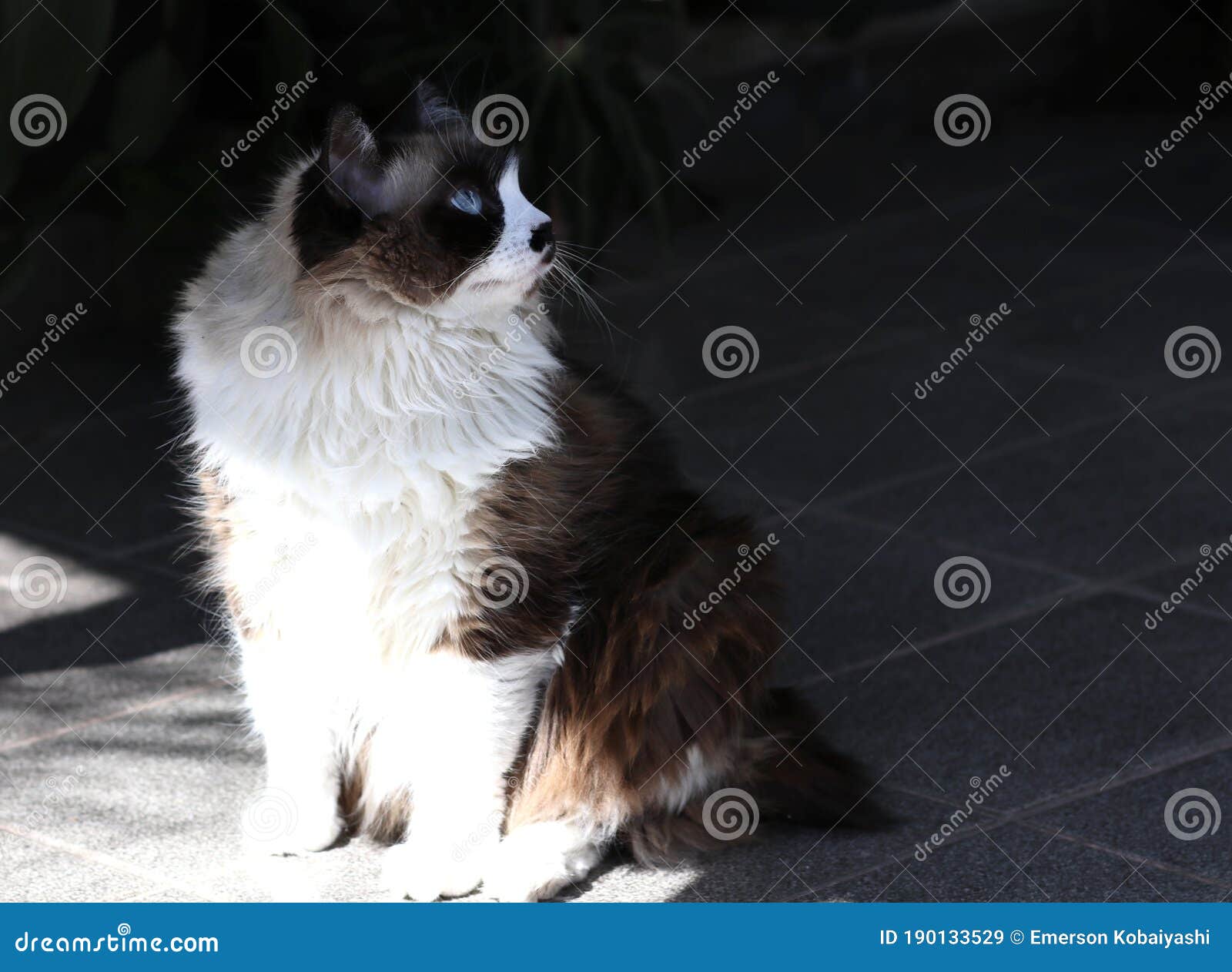 Cute himalayan cat stock image. Image of blue, himalayan - 190133529