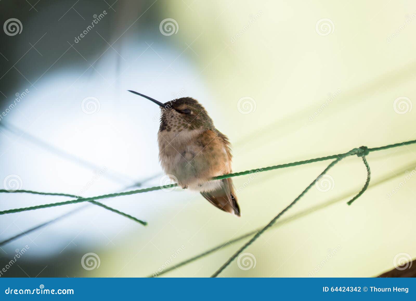 Fluffy Hummingbird Perching Stock Photo - Image of beak, hummingbird ...