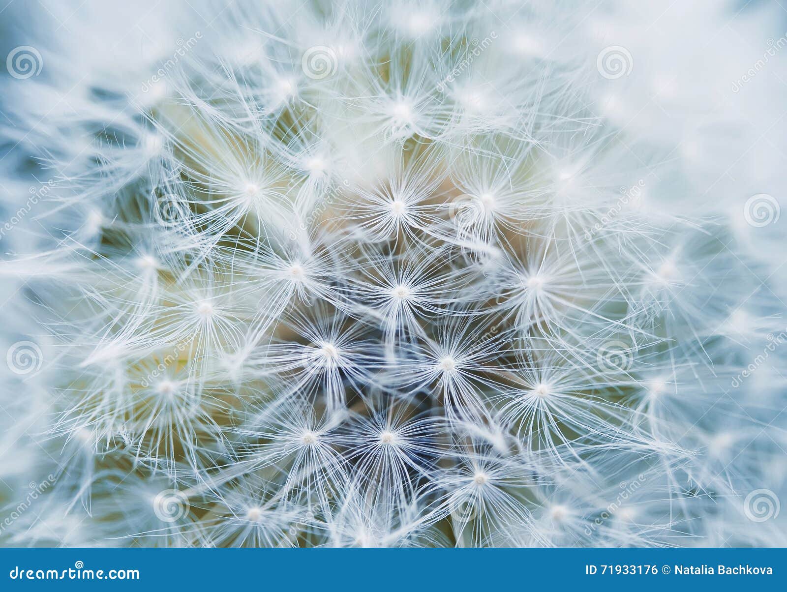 Fluffy Inflorescence of a Dandelion Closeup Stock Photo - Image of ...