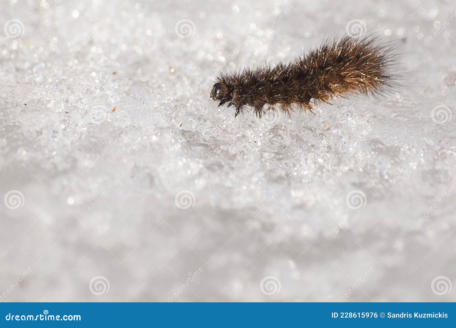 A Fluffy Insect Goes on the Ice Stock Photo - Image of background ...
