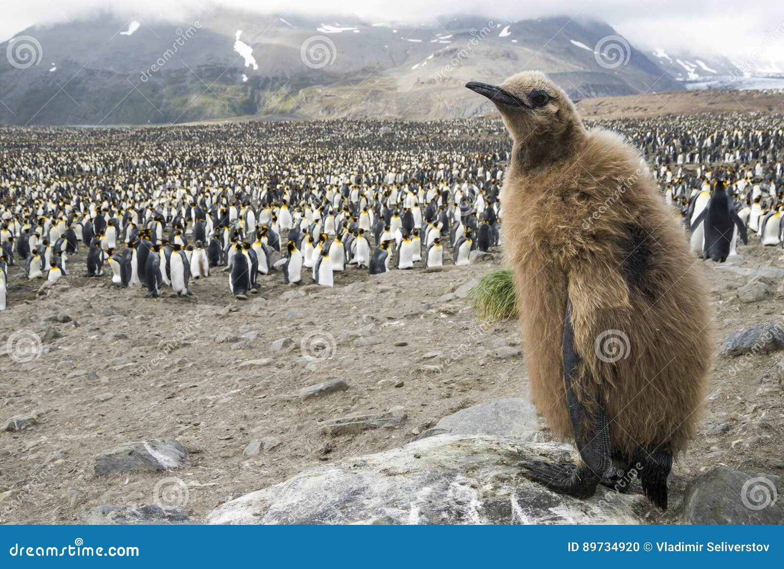 Fluffy King penguin chick stock photo. Image of behavior - 89734920