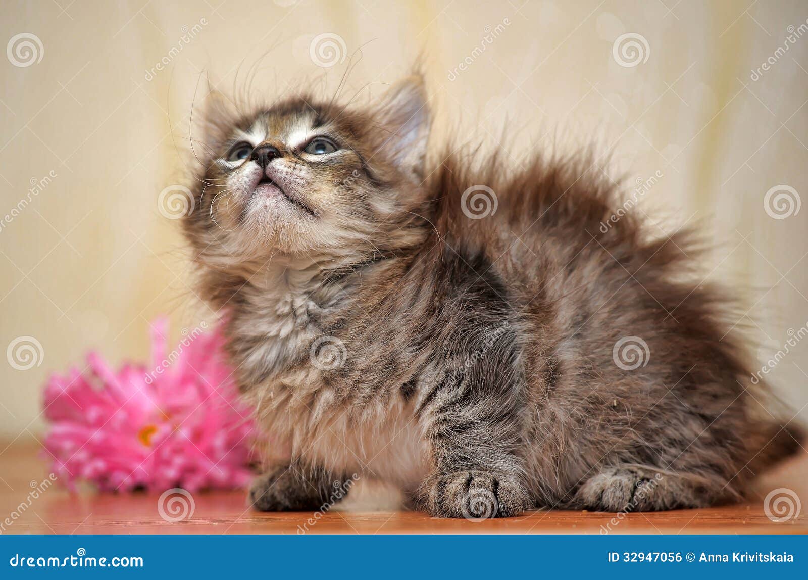 Fluffy kitten stock photo. Image of coon, beautiful, baby - 32947056