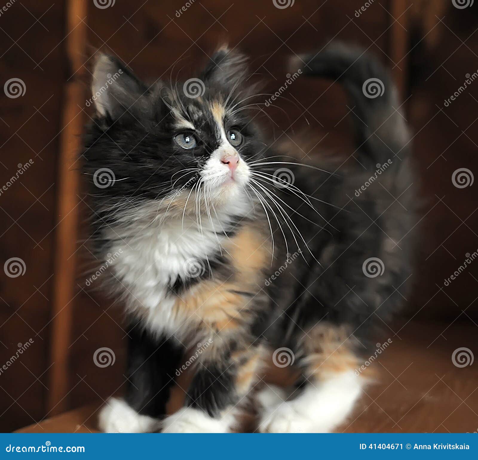 Fluffy kitten tricolor stock image. Image of charming - 41404671
