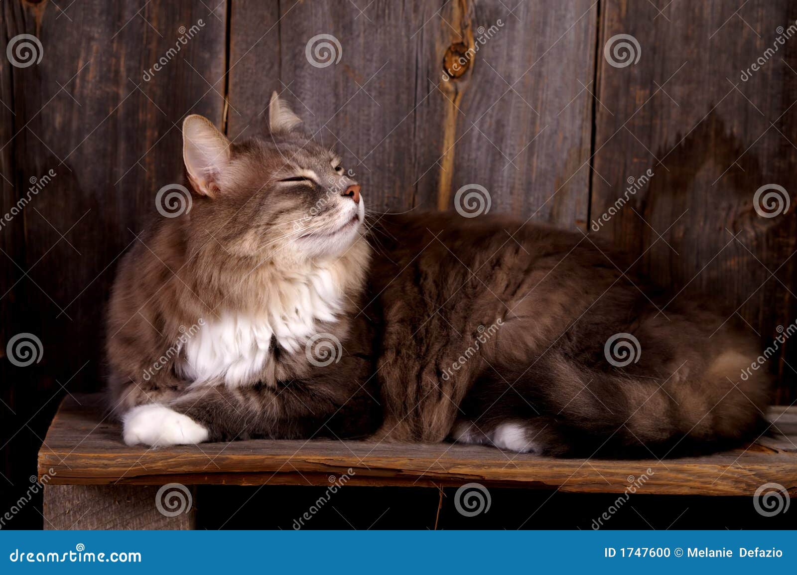 Fluffy kitty stock photo. Image of pretty, kitty, fluffy - 1747600