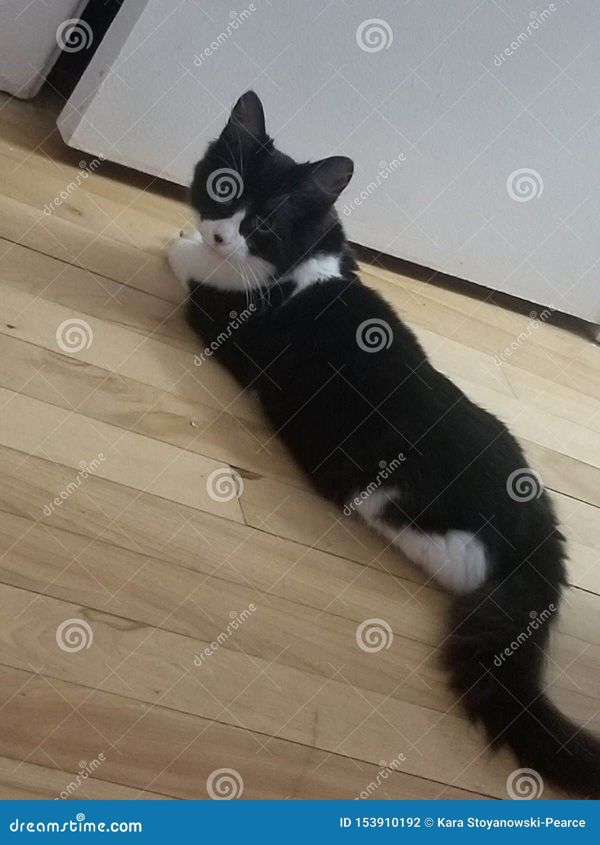 Fluffy Kitty stock photo. Image of cute, meow, fluffy - 153910192