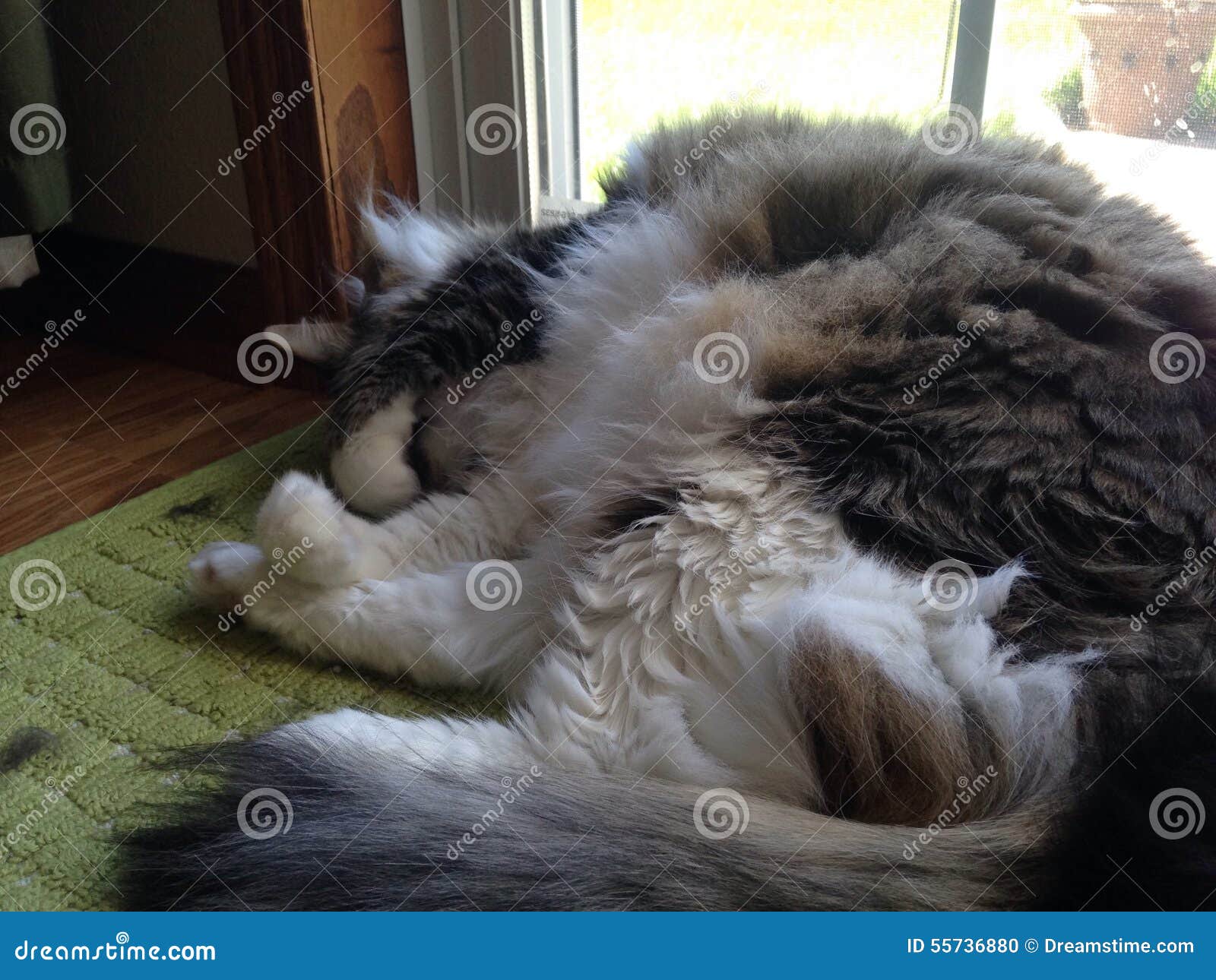 Fluffy Kitty stock photo. Image of fluffy, light, kitty - 55736880