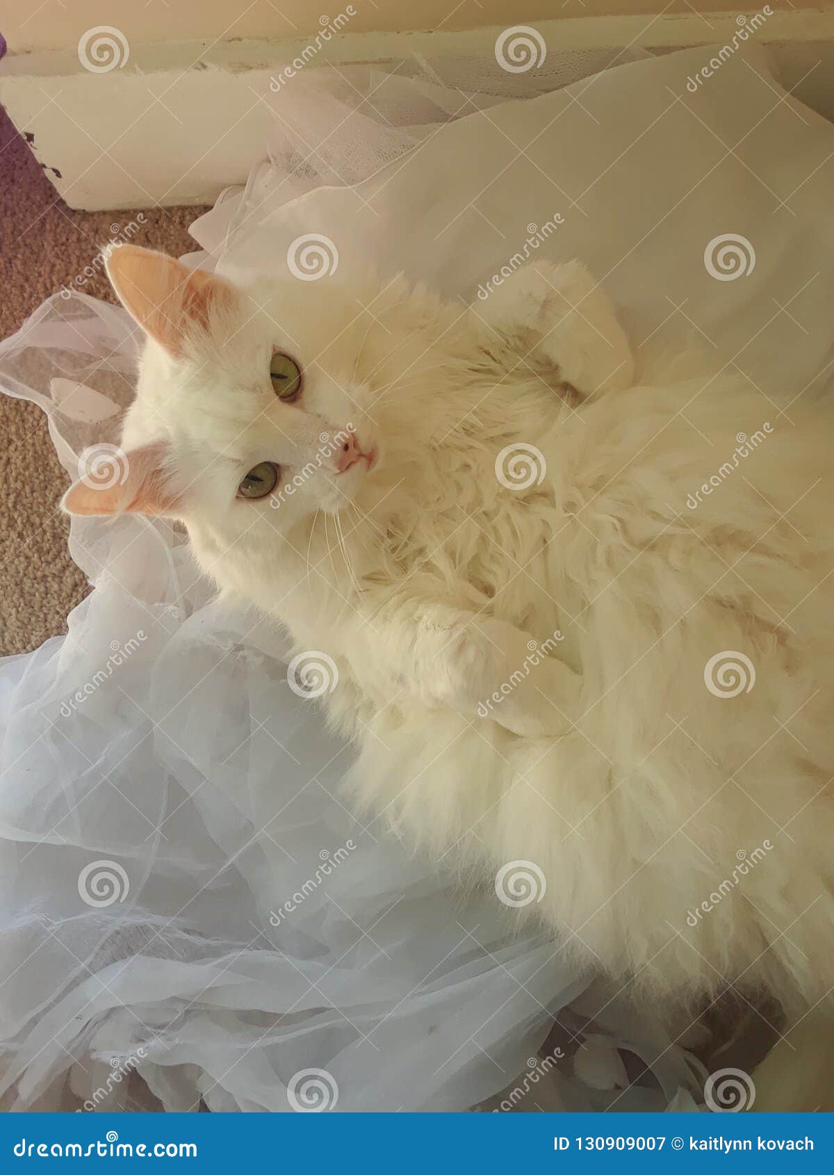 Cute white fluffy cat stock image. Image of fluffy, cute - 130909007