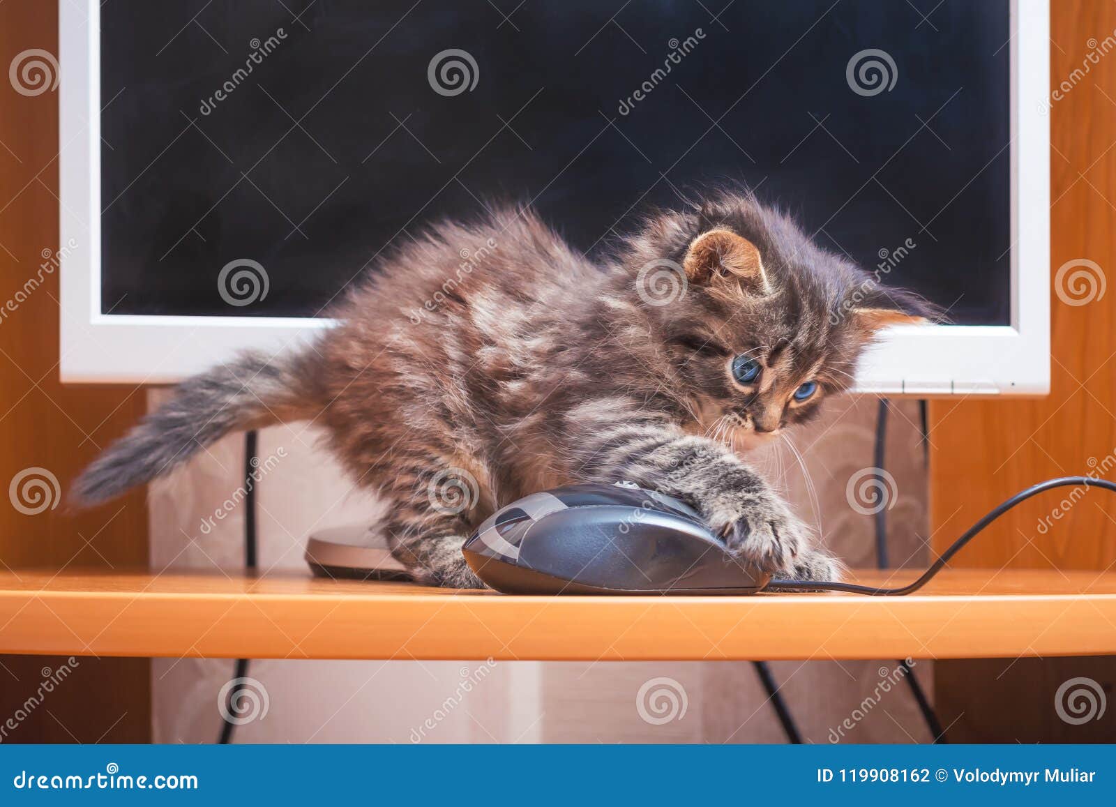 A Fluffy Kitty is Played with a Computer Mouse. Work with the Co Stock ...