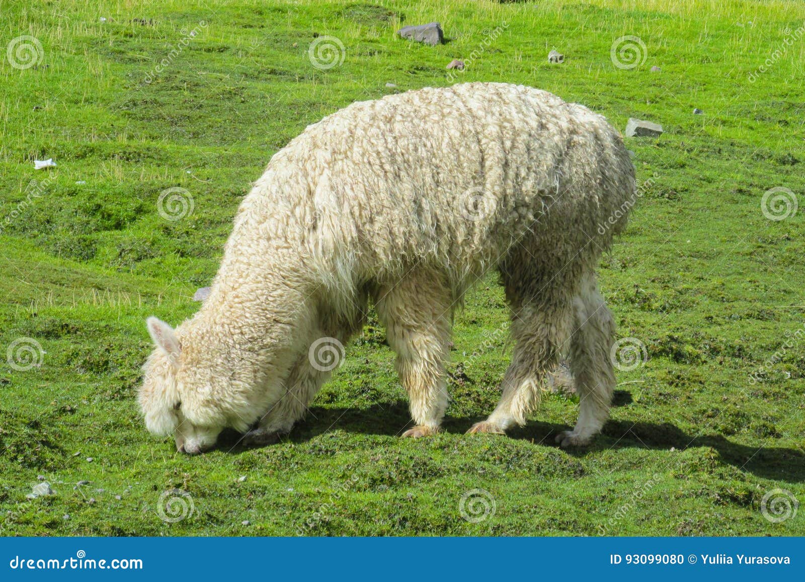 Fluffy lama eats grass stock photo. Image of fluffy, cute - 93099080