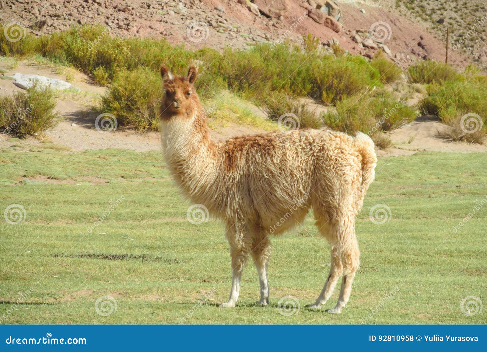 Fluffy lama stock photo. Image of lamas, andes, crossing - 92810958