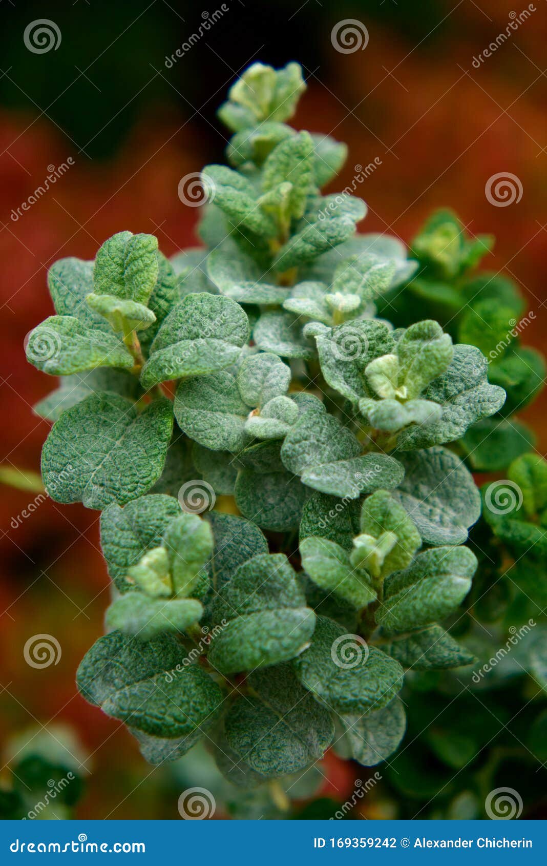 Fluffy Leaves on the Branches of Willow Boyd. Stock Photo - Image of ...