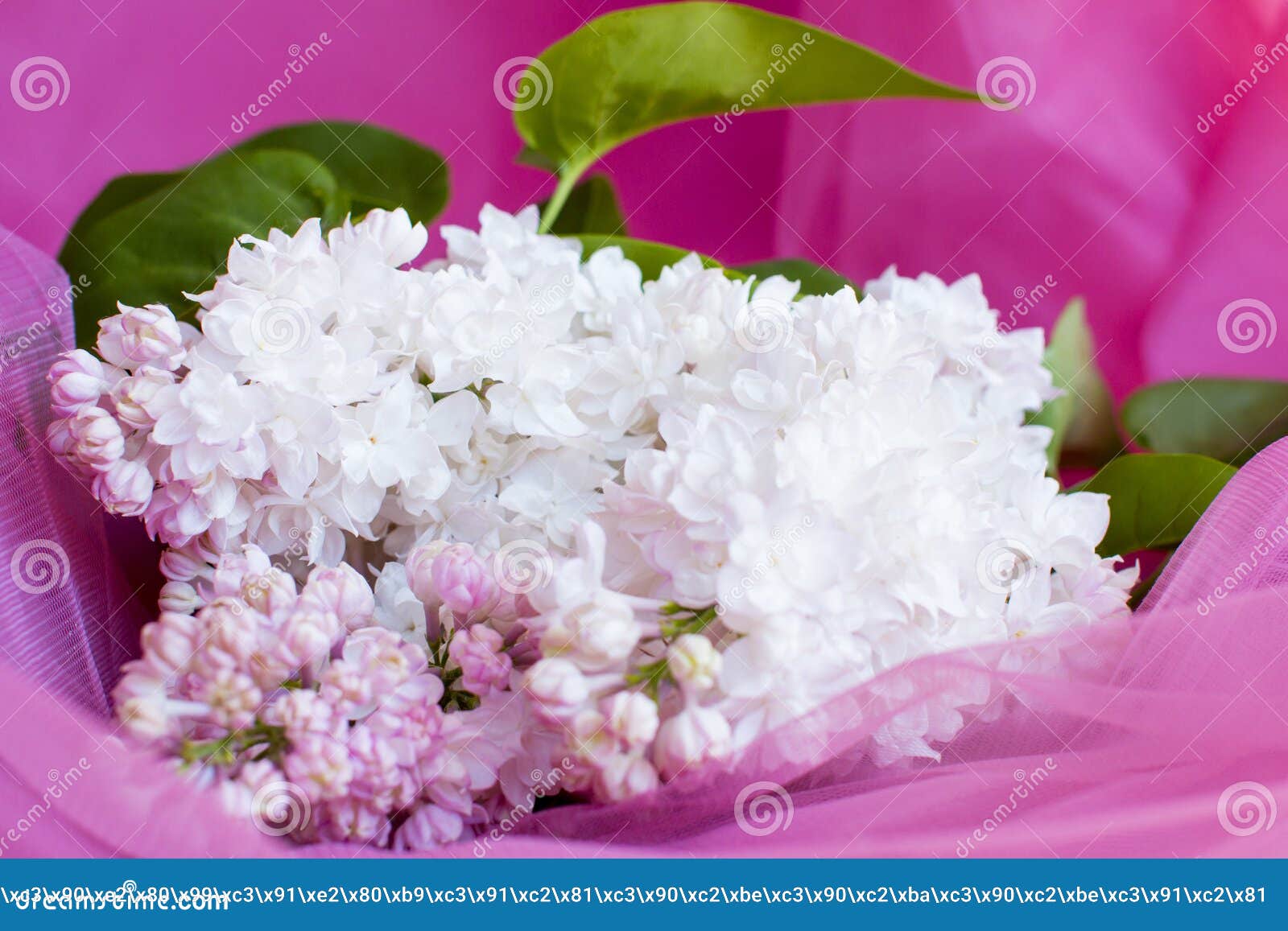 Fluffy Lilac on Pink Background. Stock Photo - Image of wallpaper ...