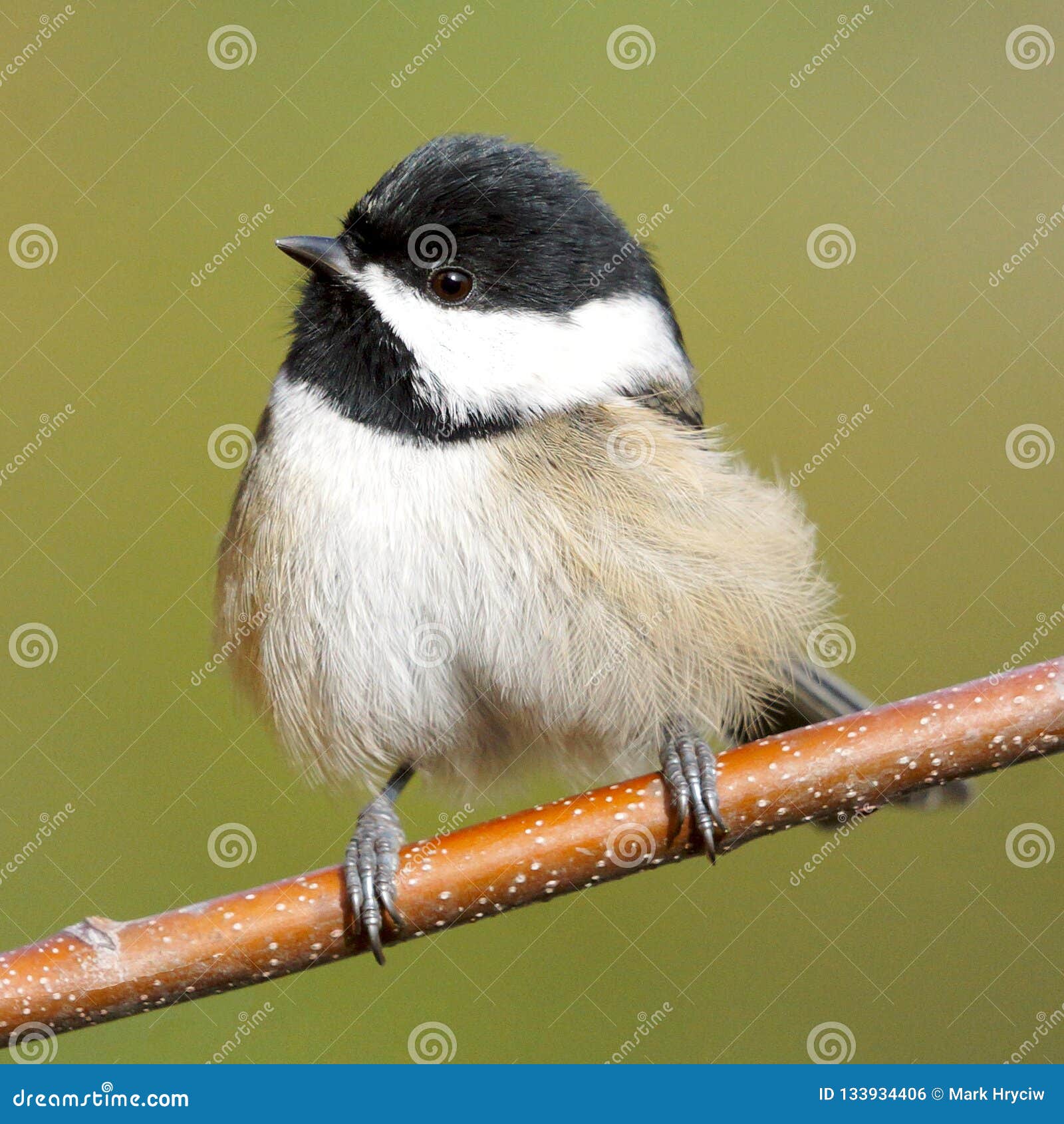 Fluffy Little Chickadee Perched on a Tree Branch Stock Photo - Image of ...