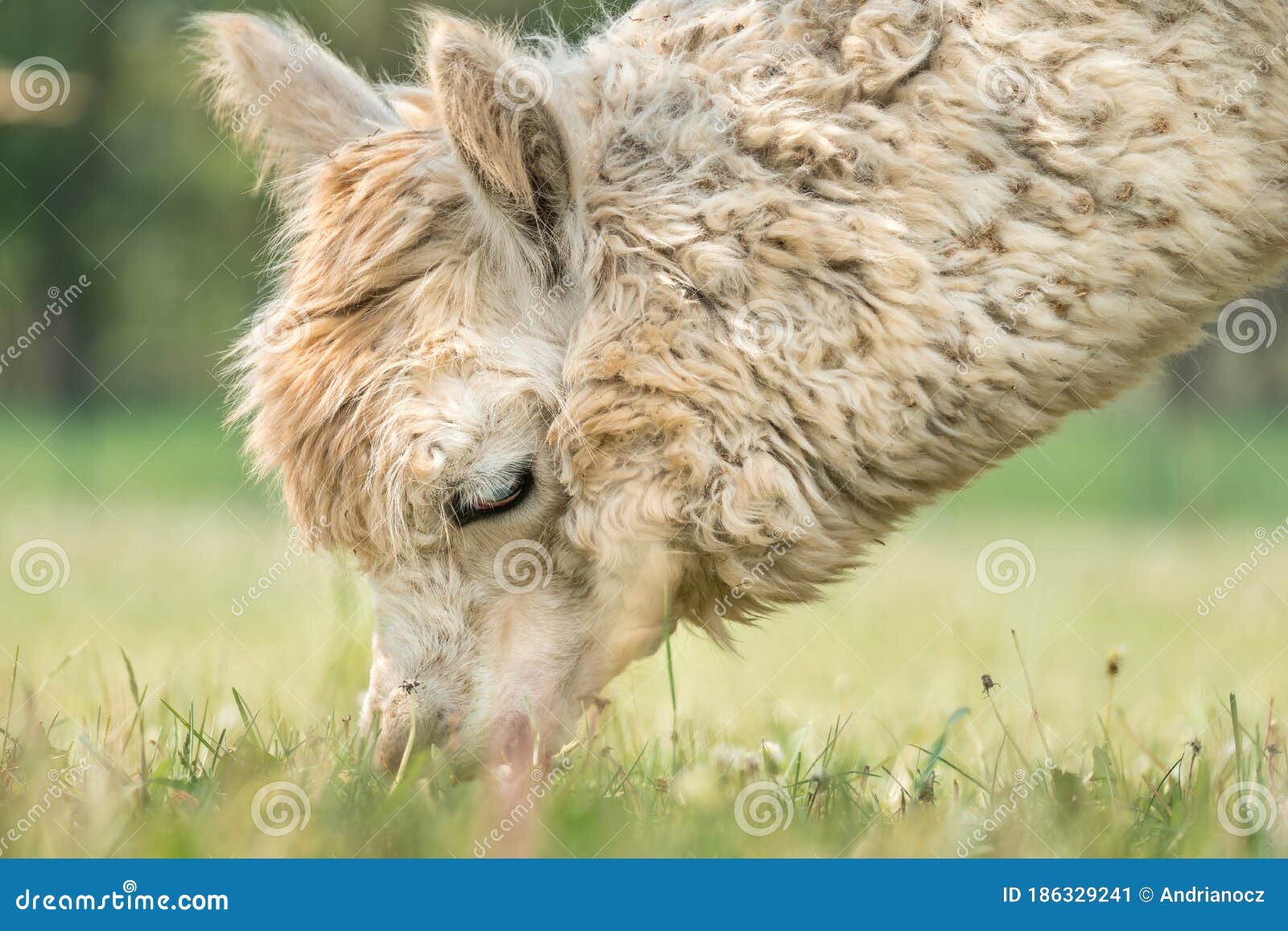 Fluffy Llama With Beige Wool On Its Back And White Neck. Its Head With ...