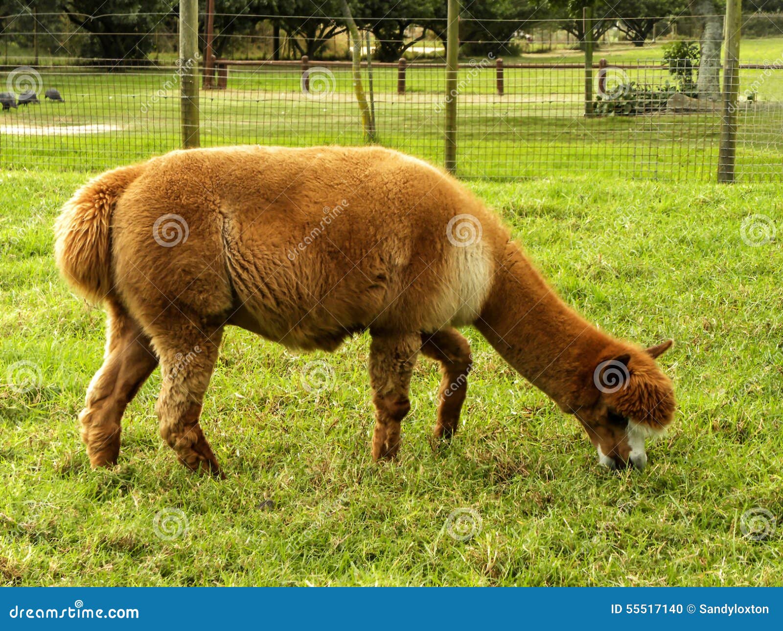 Fluffy Llama stock photo. Image of feeding, cute, children - 55517140