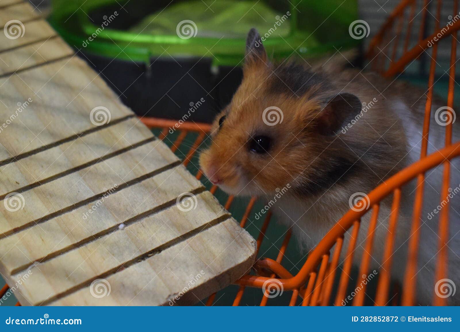 Fluffy Long-haired Syrian Hamster Stock Photo - Image of long, face ... Fluffy Long-haired Syrian Hamster Stock Photo - Image of long, face ...