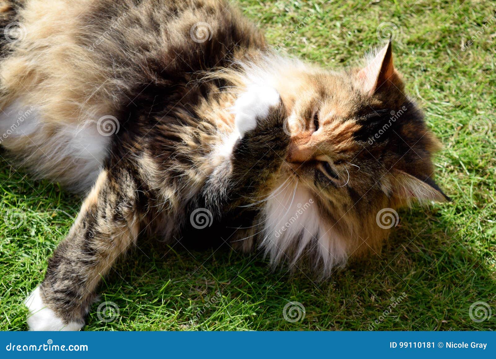 Fluffy Tabby Cat stock image. Image of ears, outside - 99110181