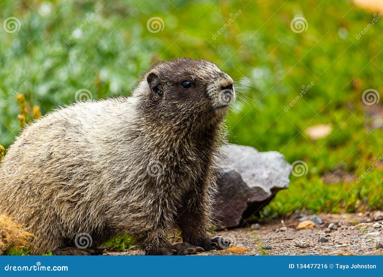 Fluffy Marmot on a Small Dirt Patch Stock Photo - Image of flowers ...