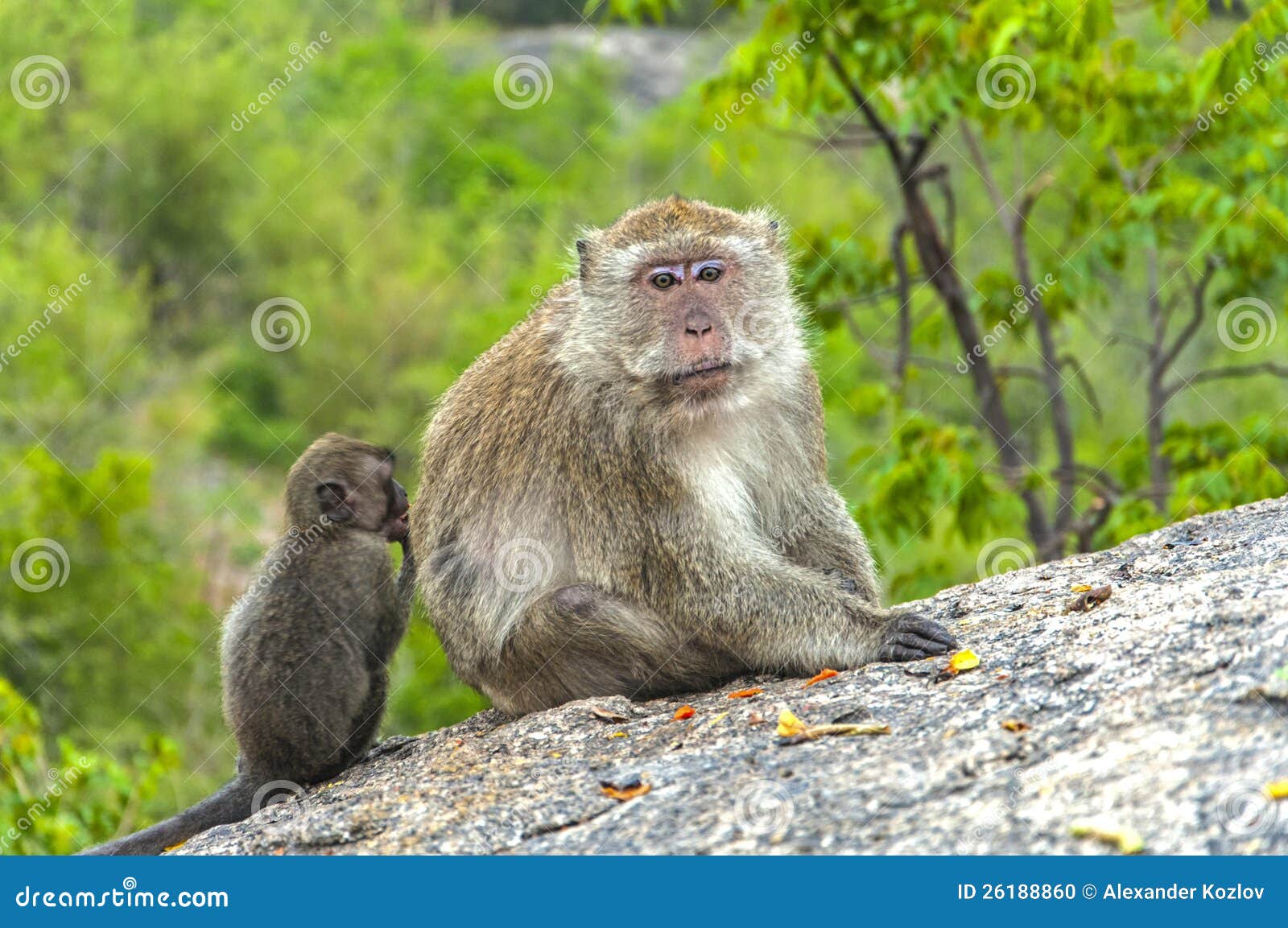 Fluffy monkey stock photo. Image of glance, eyes, huahin - 26188860