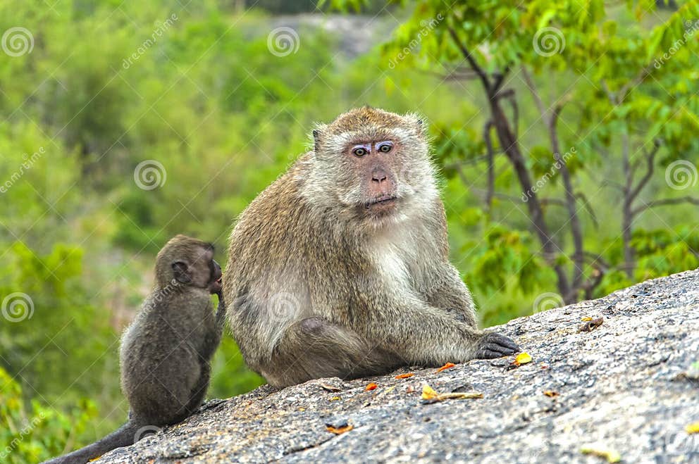 Fluffy monkey stock photo. Image of glance, eyes, huahin - 26188860