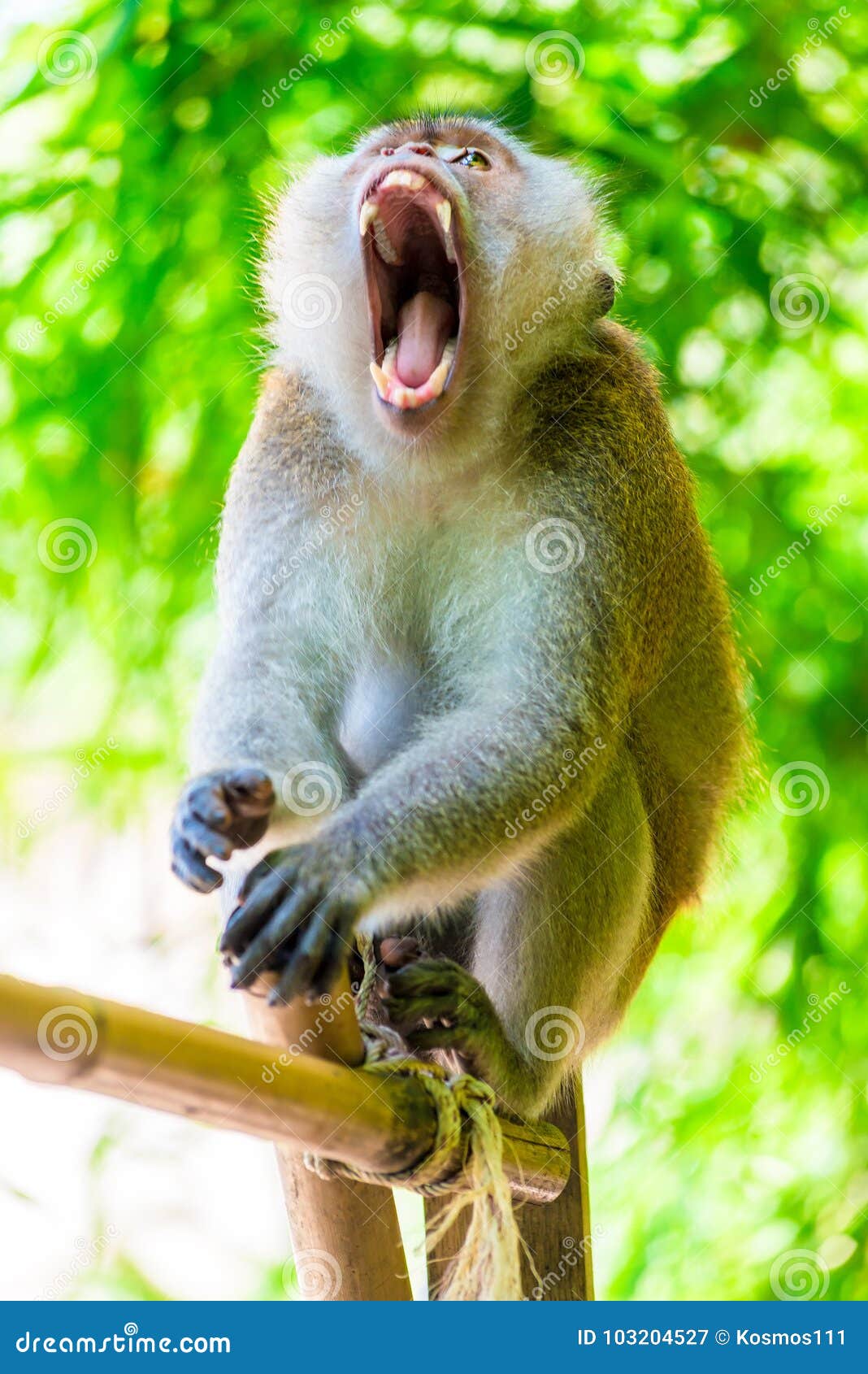 Fluffy Monkey in the Jungle with Open Mouth and Sharp Teeth Stock Image ...
