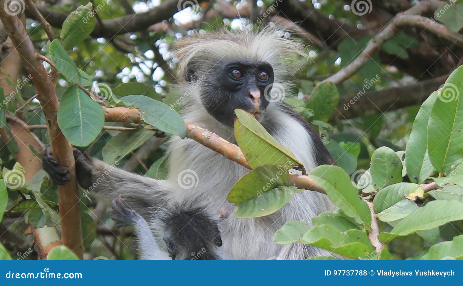 Fluffy monkey. stock photo. Image of happy, jungle, hairy - 97737788