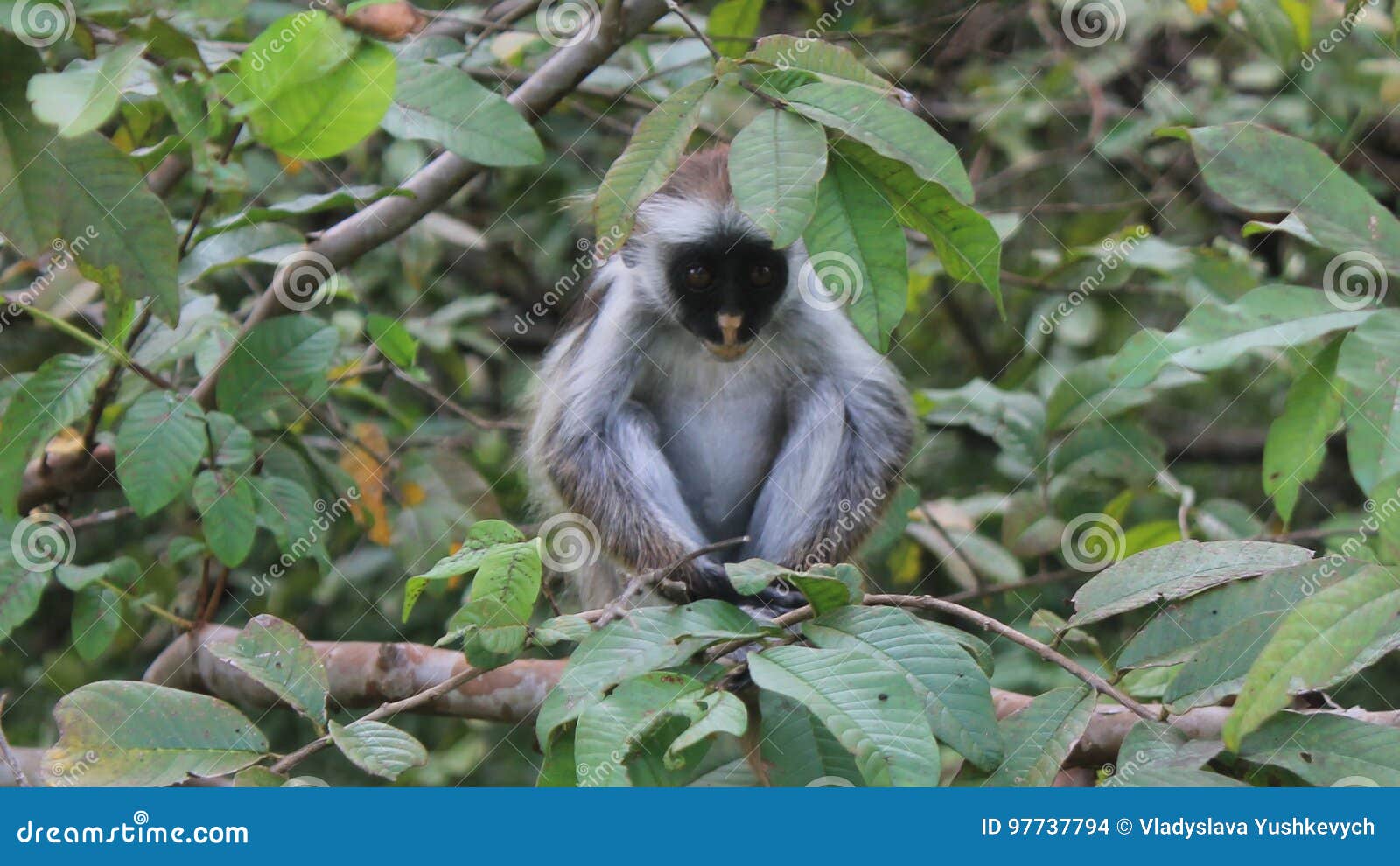 Fluffy monkey. stock photo. Image of friendly, adorable - 97737794