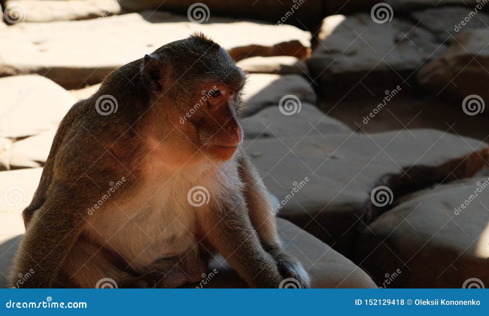 Fluffy Monkey with a Very Wise, Thoughtful Expression on His Face ...