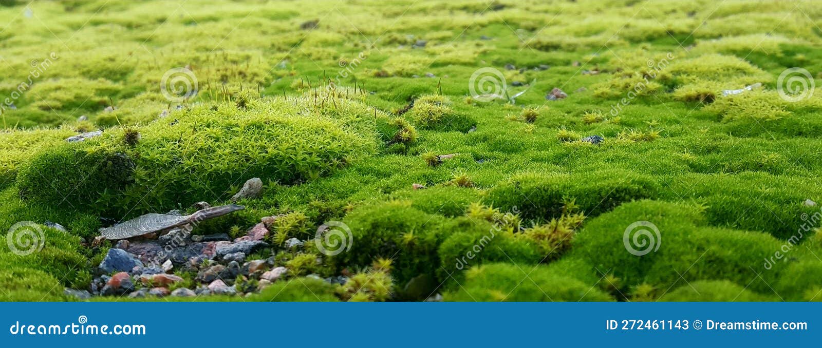 Fluffy moss stock image. Image of vegetation, meadow - 272461143