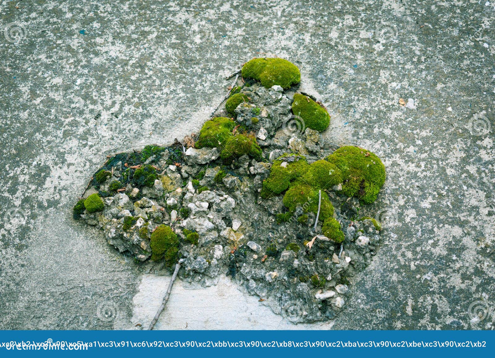 Fluffy Moss Sprouted in the Concrete Pipe Stock Image - Image of ...