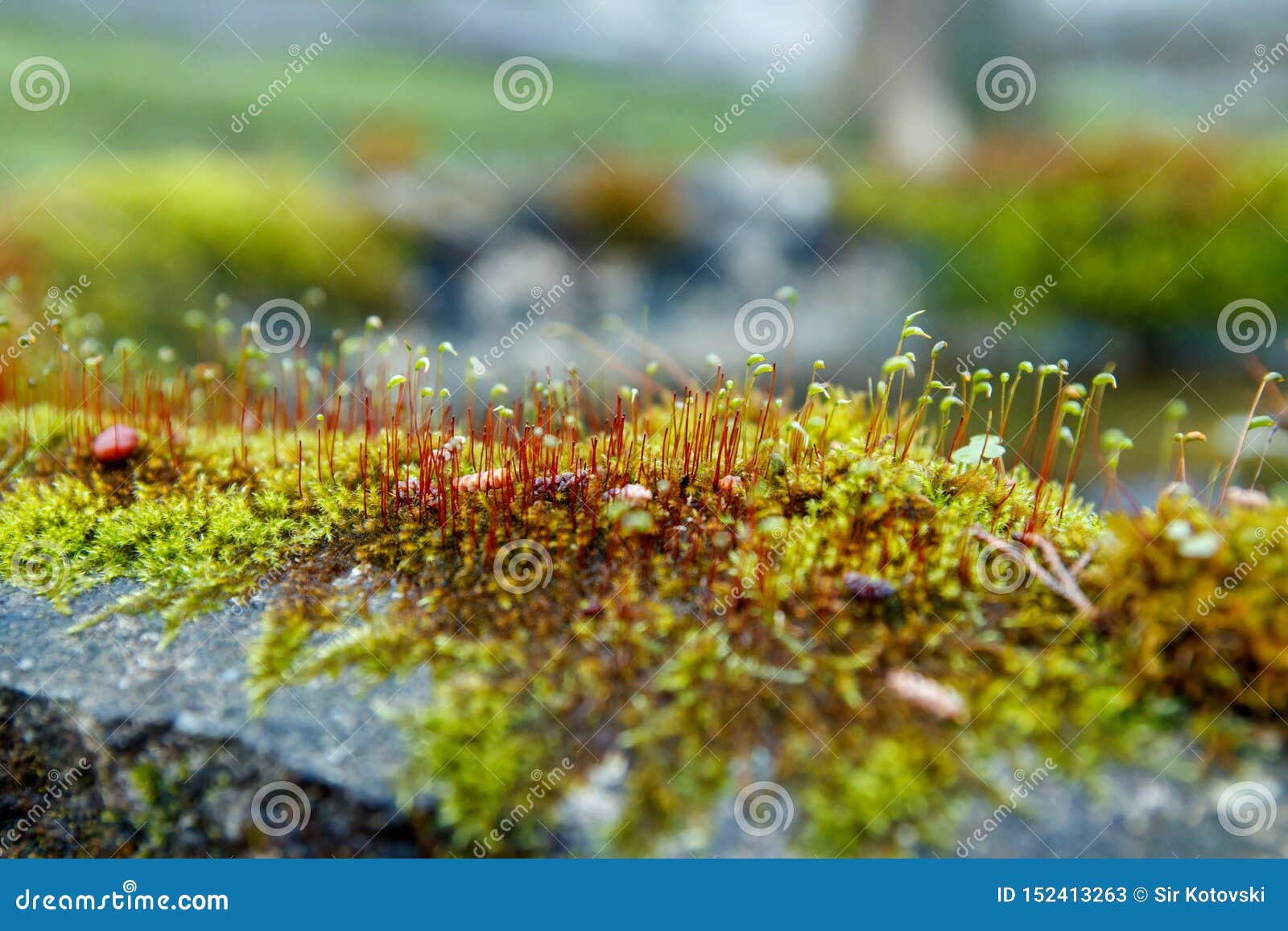 Fluffy moss on stone macro stock image. Image of macro - 152413263