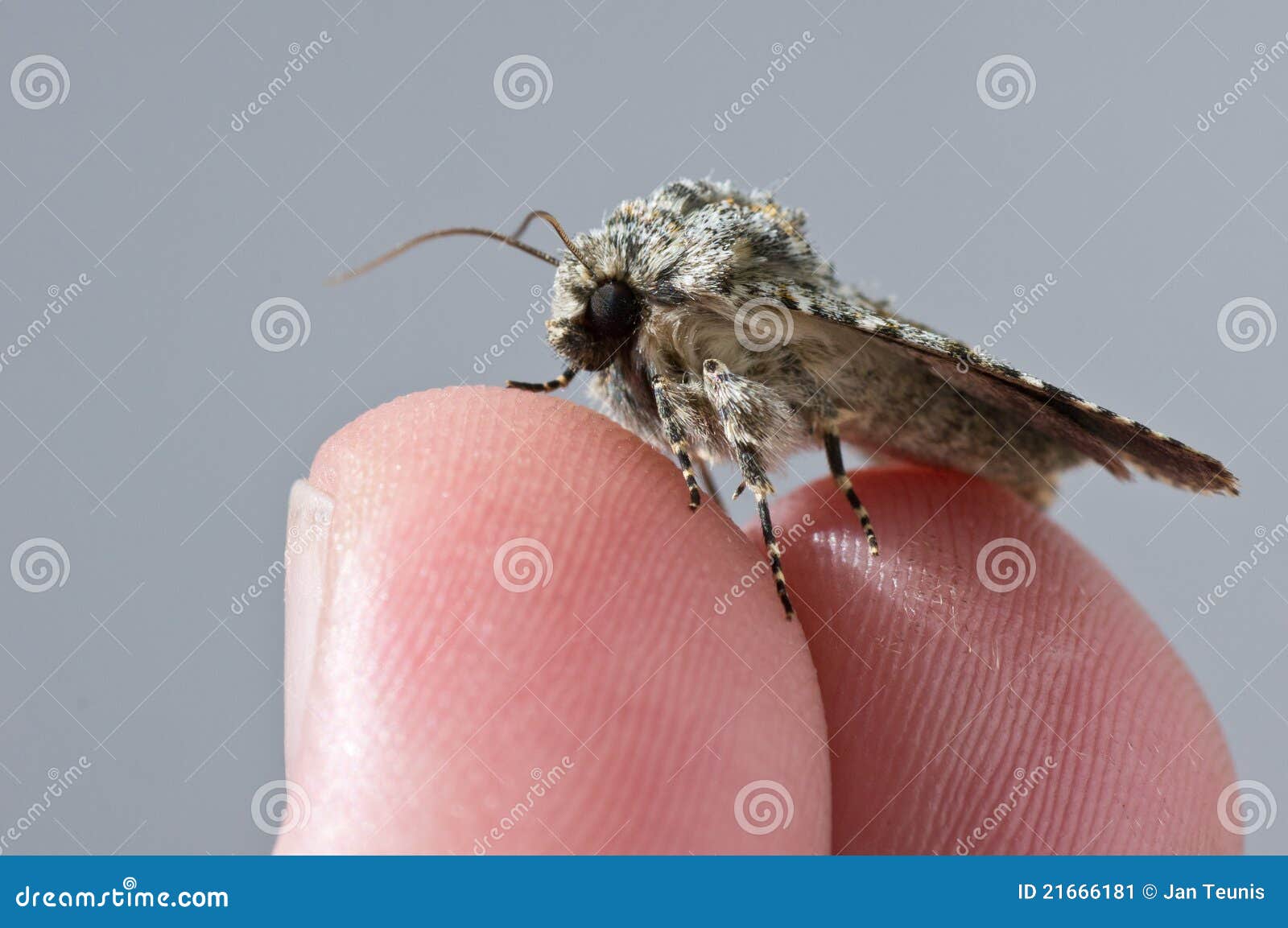 Fluffy Moth stock image. Image of young, neutral, grey - 21666181