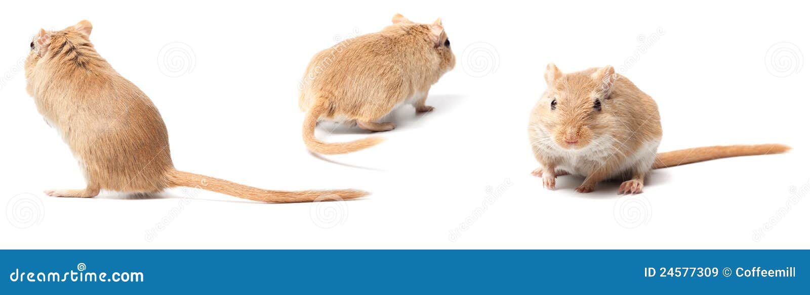 Fluffy Toy Mouse Climbed On A Piece Of Cheese With A Hole, On A Blue ...