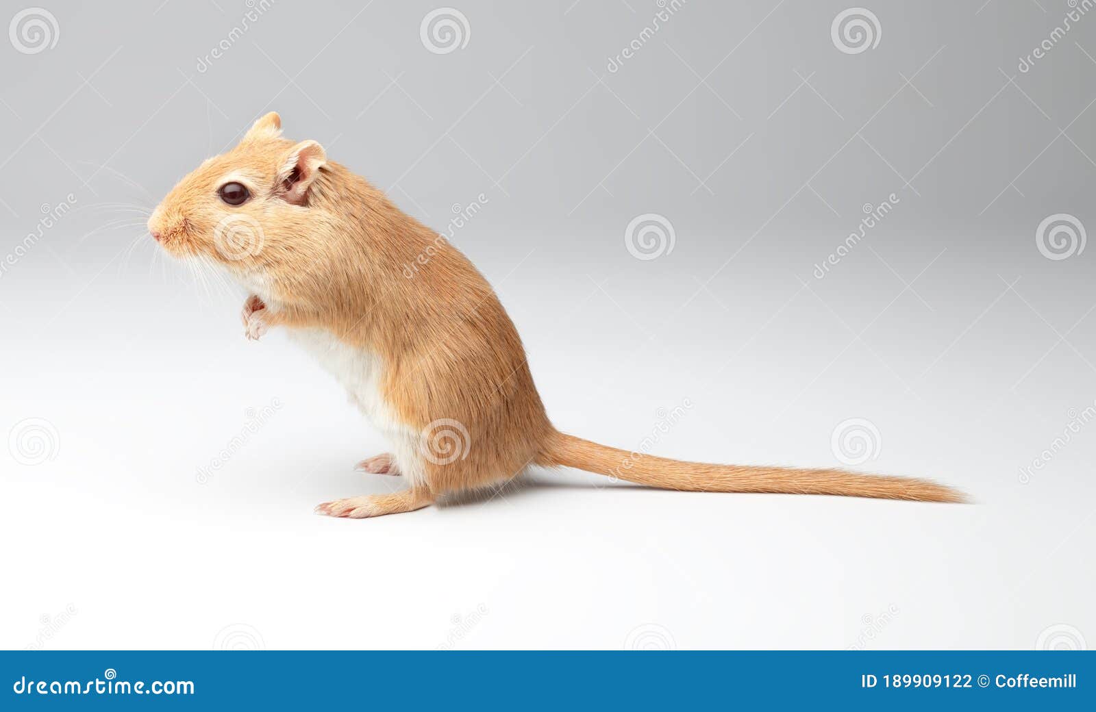 Fluffy mouse stock photo. Image of fluffy, background - 189909122