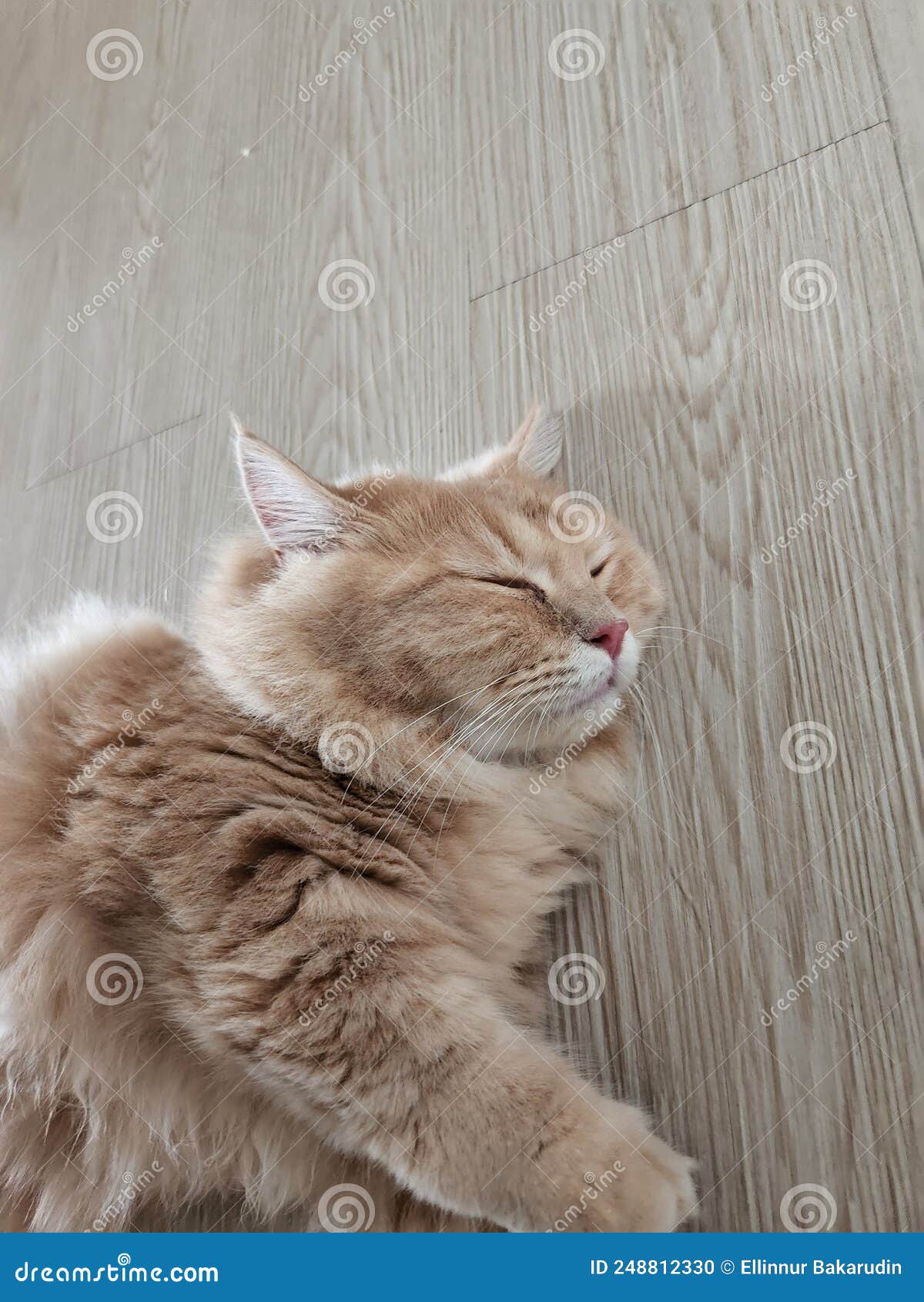 Fluffy Munchkin Cat Sleeping on the Floor. Stock Photo - Image of ...