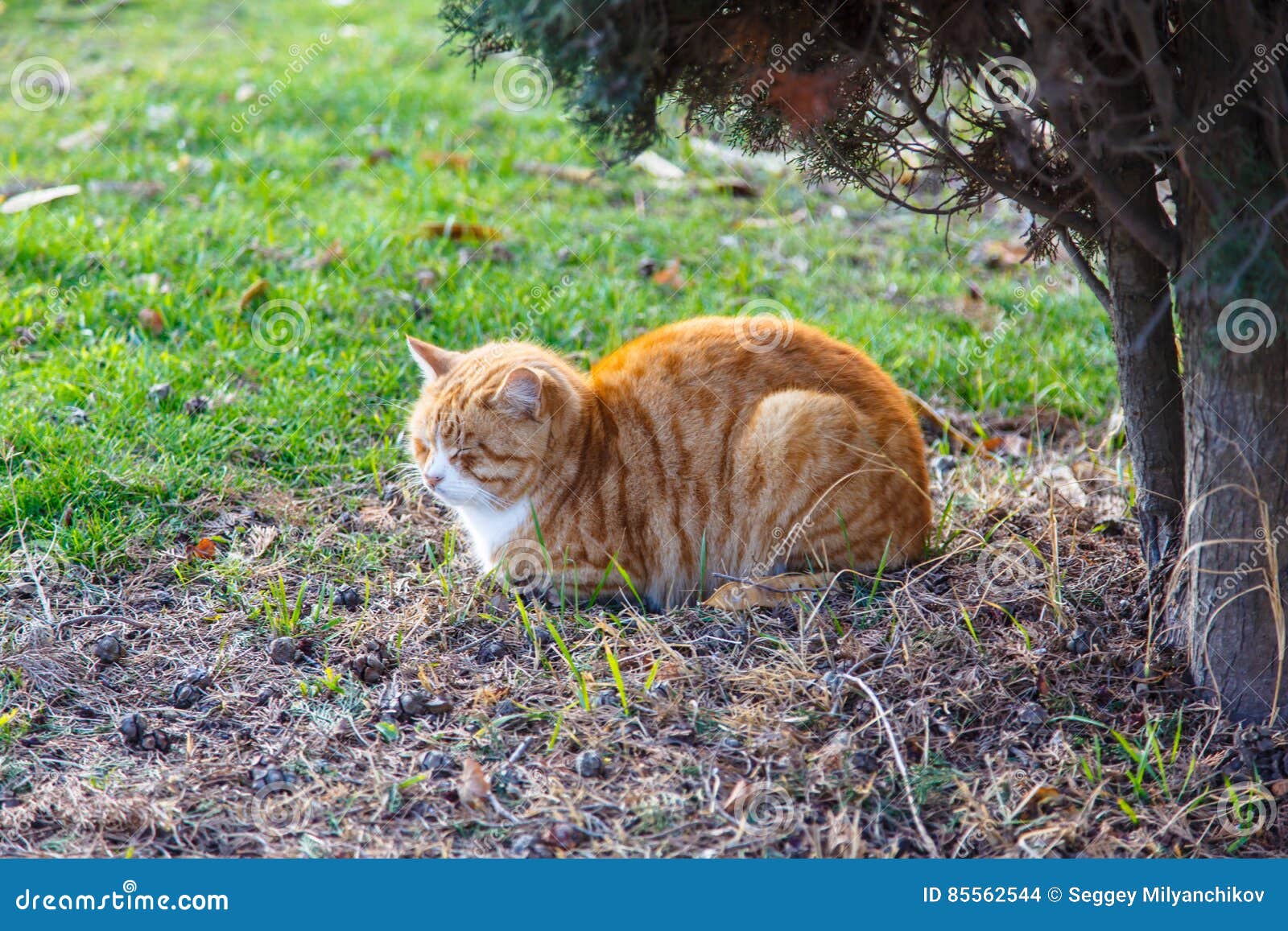 Fluffy Orange Cat Sleeping Under a Tree on the Grass. Stock Photo ...