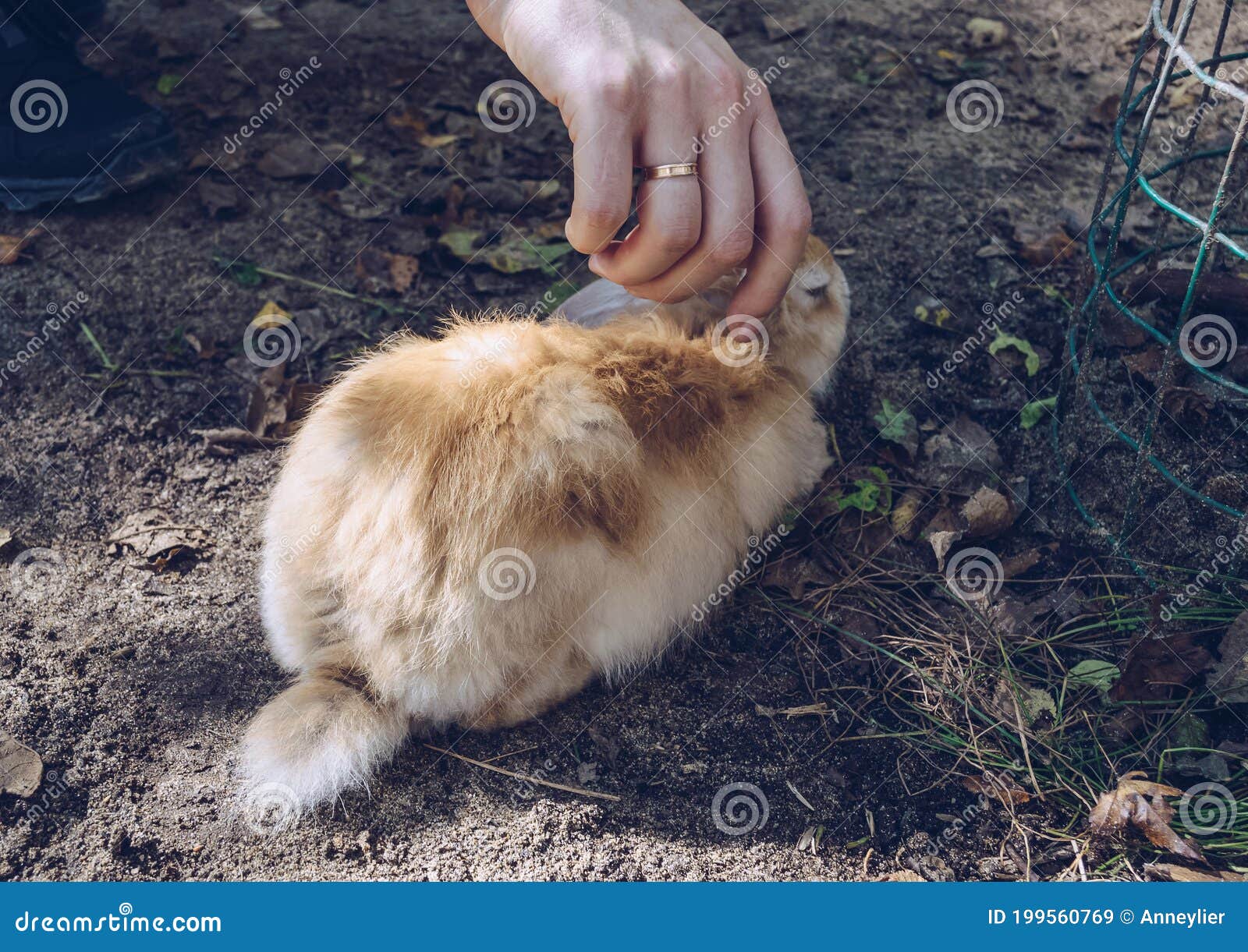 Fluffy Orange Rabbit Being Pet Stock Image - Image of fluffy, happy ...