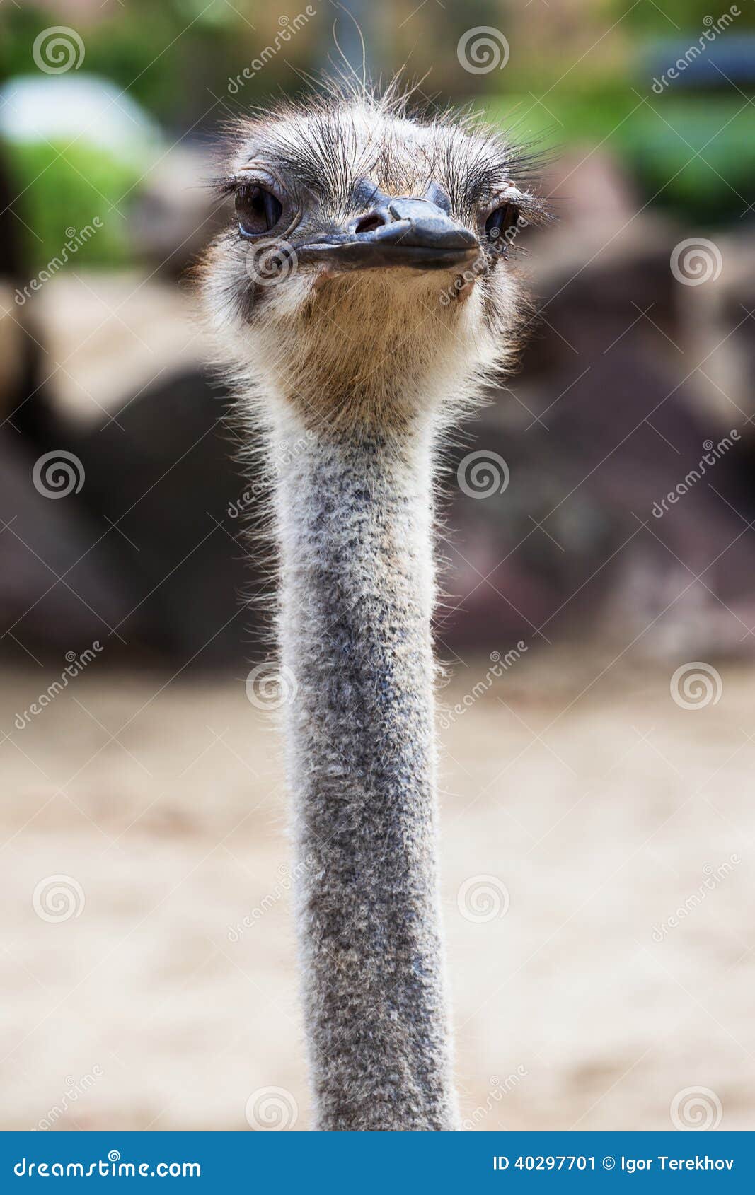 Fluffy ostrich head stock image. Image of macro, poultry - 40297701