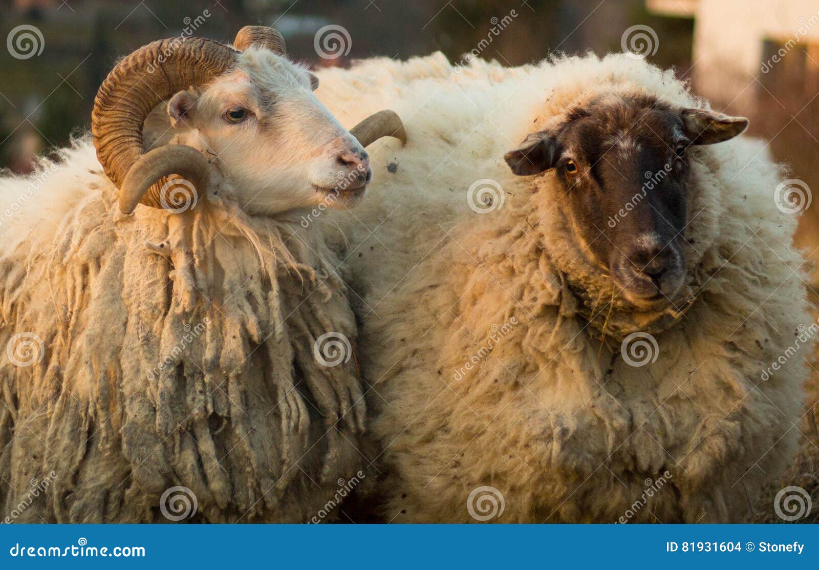 A Fluffy Pair of an Ewe and a Ram Stock Photo - Image of animal, fluffy ...