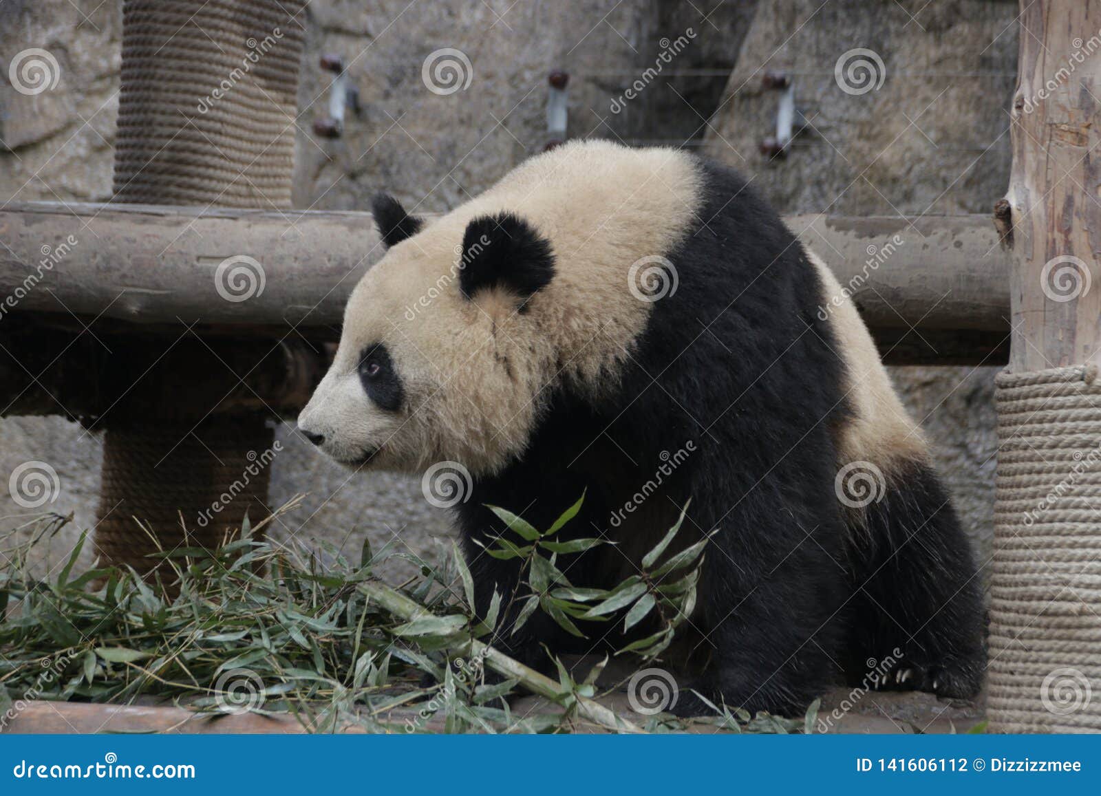 Fluffy Panda in Shanghai, China Stock Photo - Image of playful ...