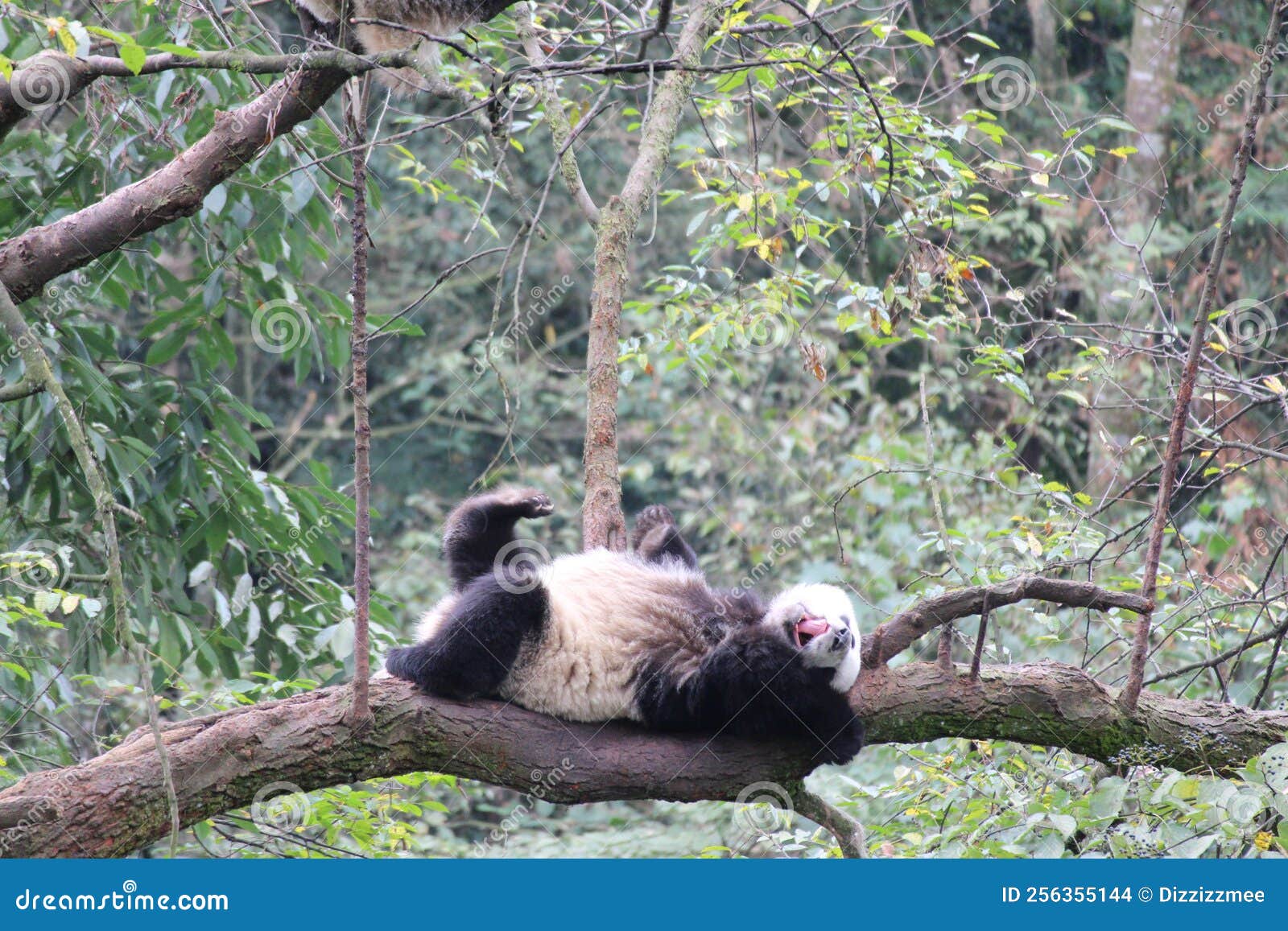 Fluffy Panda Sleeping on the Tree Stock Photo - Image of creature ...